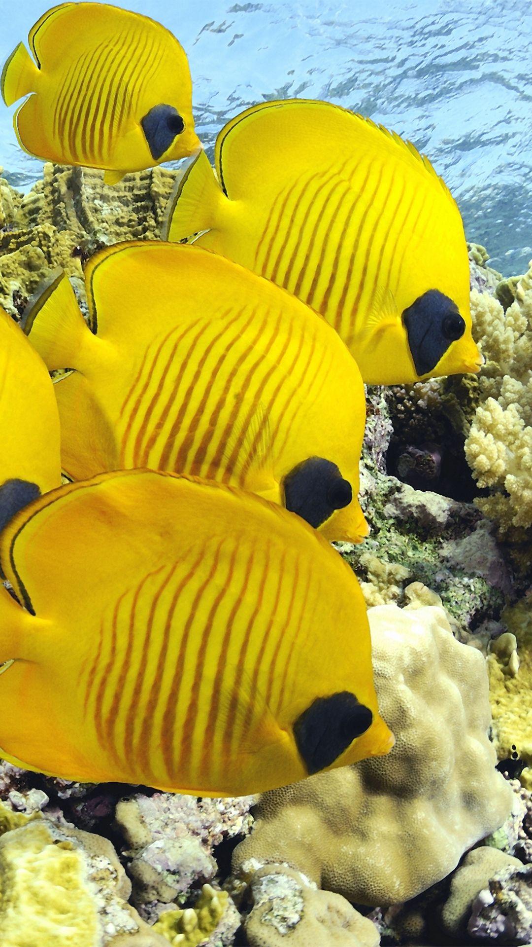 Ocean Fish Wallpapers - Top Free Ocean Fish Backgrounds - WallpaperAccess