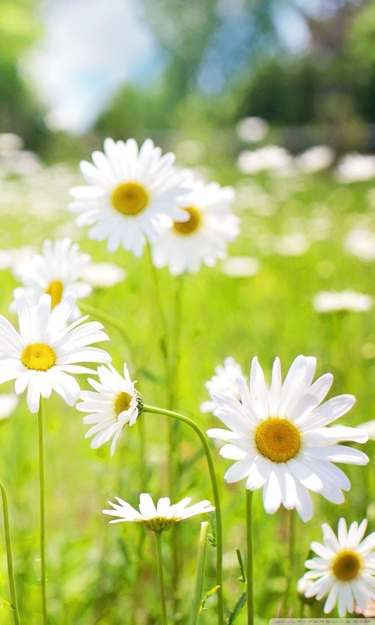 Daisy Phone Wallpapers - Top Free Daisy Phone Backgrounds - WallpaperAccess