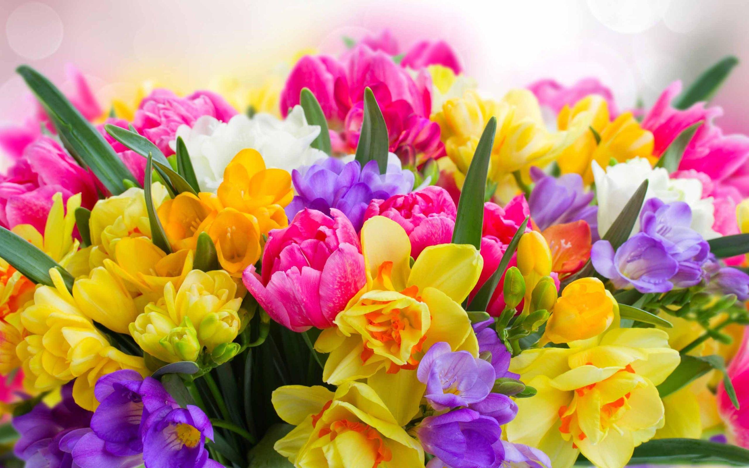Beautiful Spring Flowers Wallpapers - Top Free Beautiful Spring Flowers ...