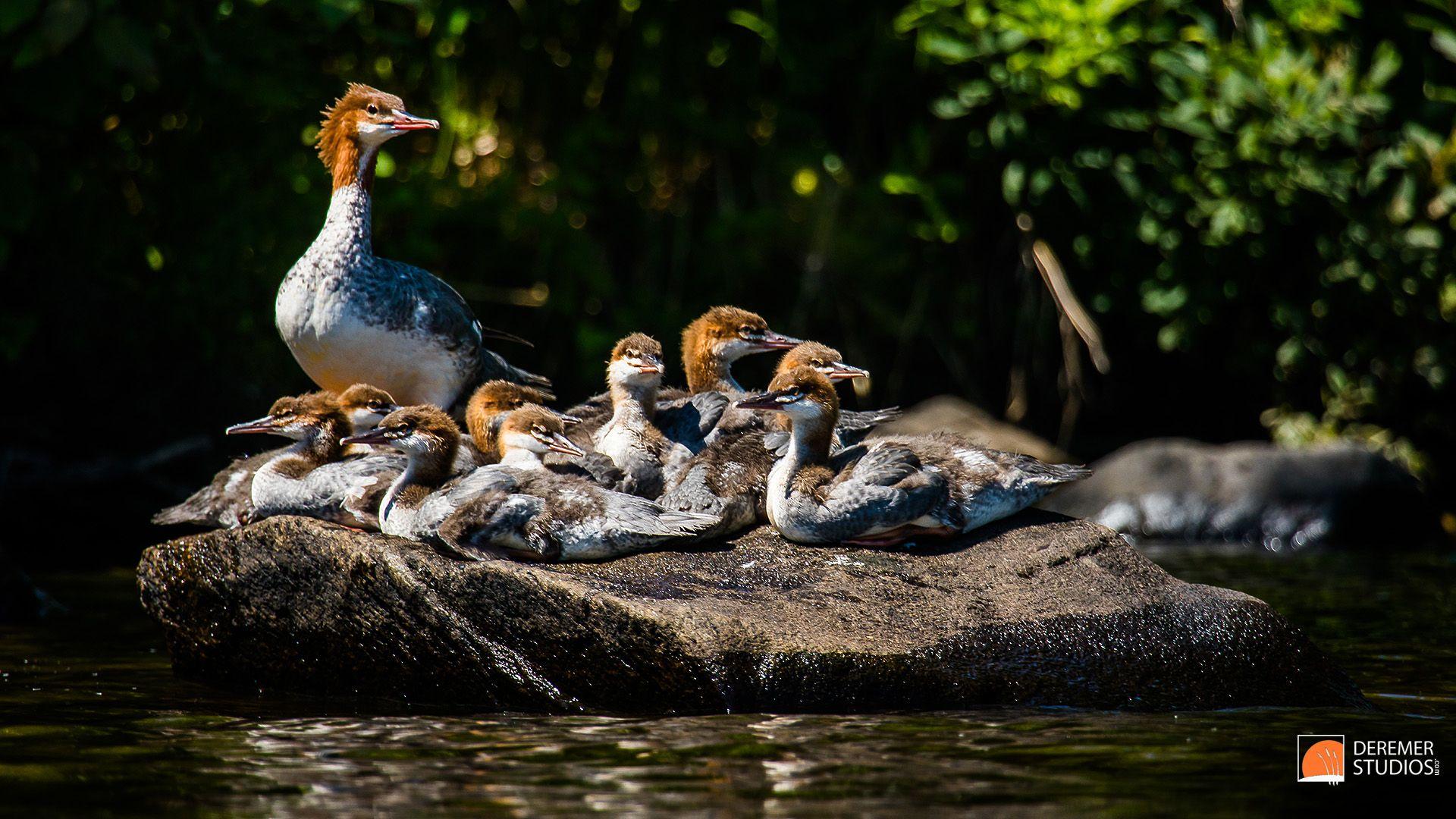 Fine Art Photography Wallpapers - Top Free Fine Art Photography ...