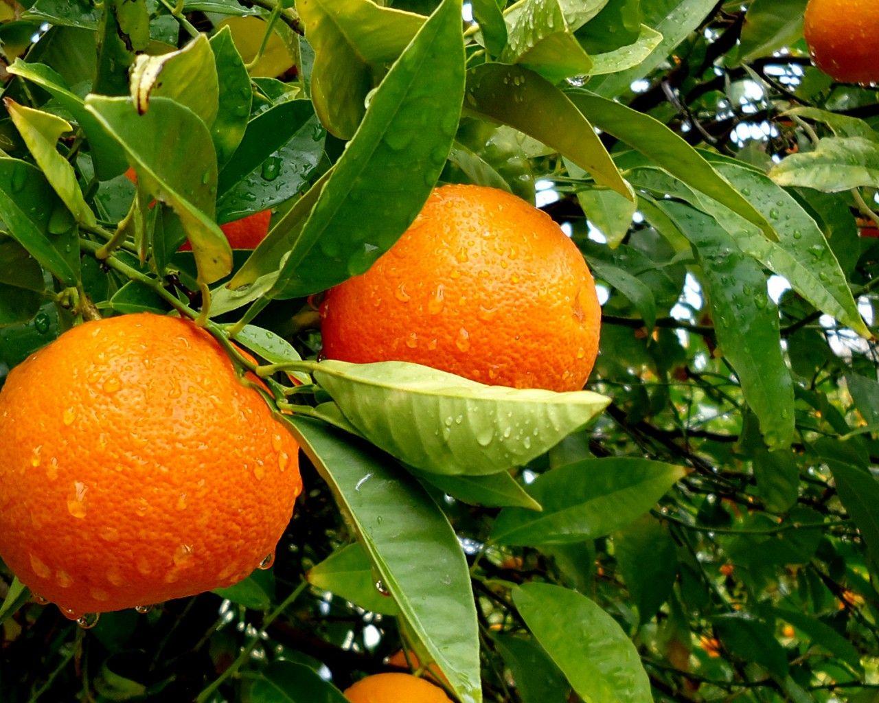 Orange Tree Wallpapers - Top Free Orange Tree Backgrounds - WallpaperAccess