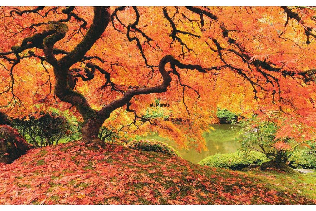 Orange Tree Wallpapers - Top Free Orange Tree Backgrounds - WallpaperAccess