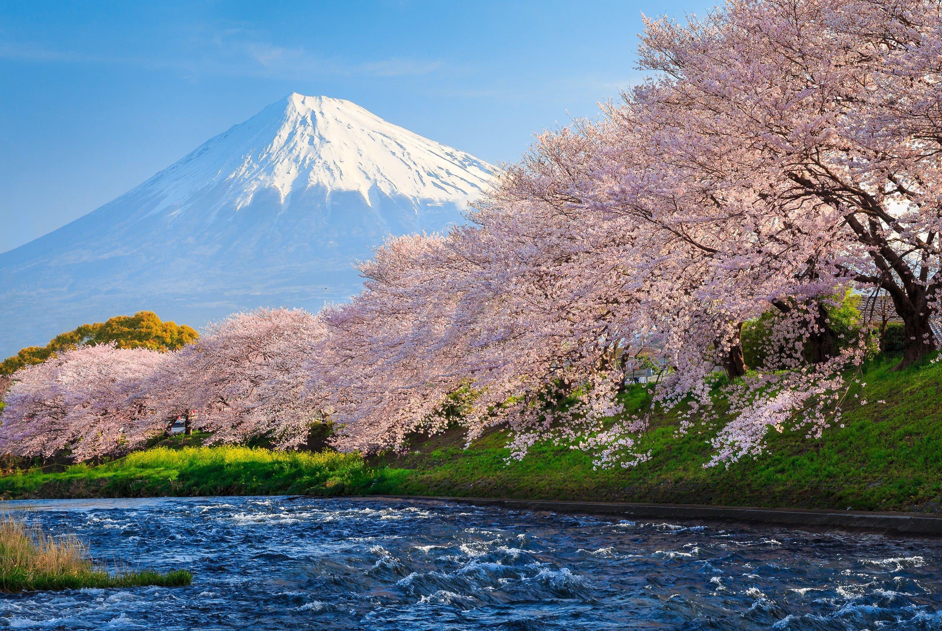 Mount Fuji Cherry Blossom Wallpapers Top Free Mount Fuji Cherry