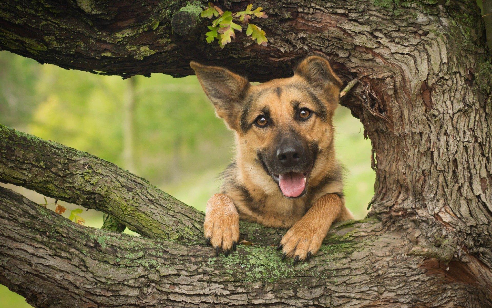 German Shepherd Wallpapers - Top Free German Shepherd Backgrounds ...