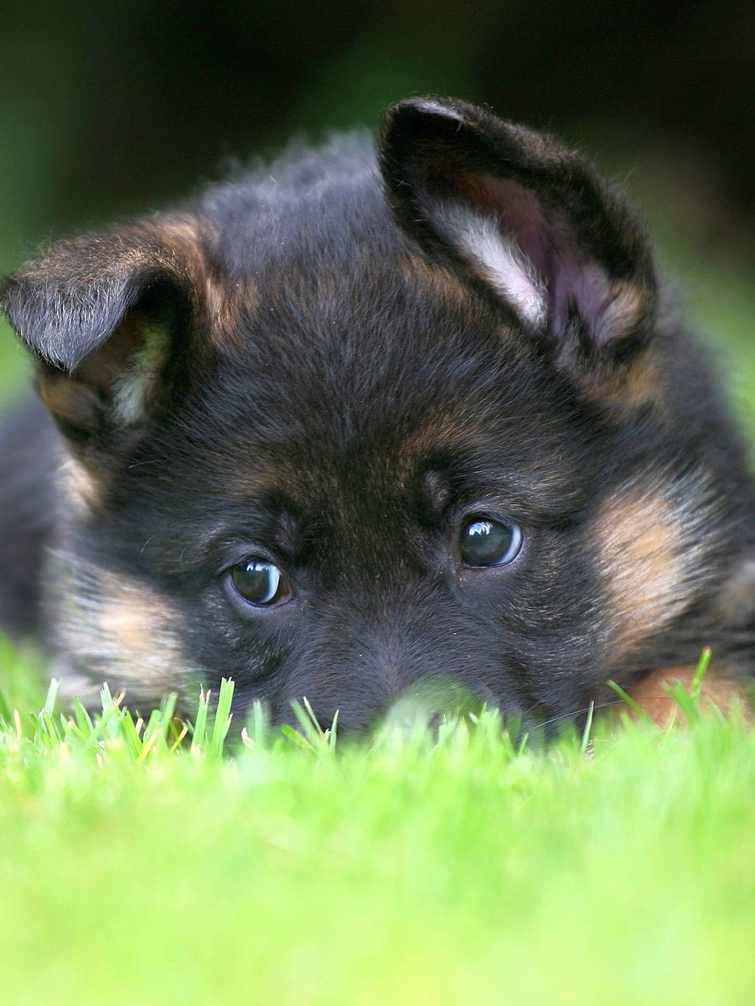 German Shepherd Wallpapers - Top Free German Shepherd Backgrounds ...