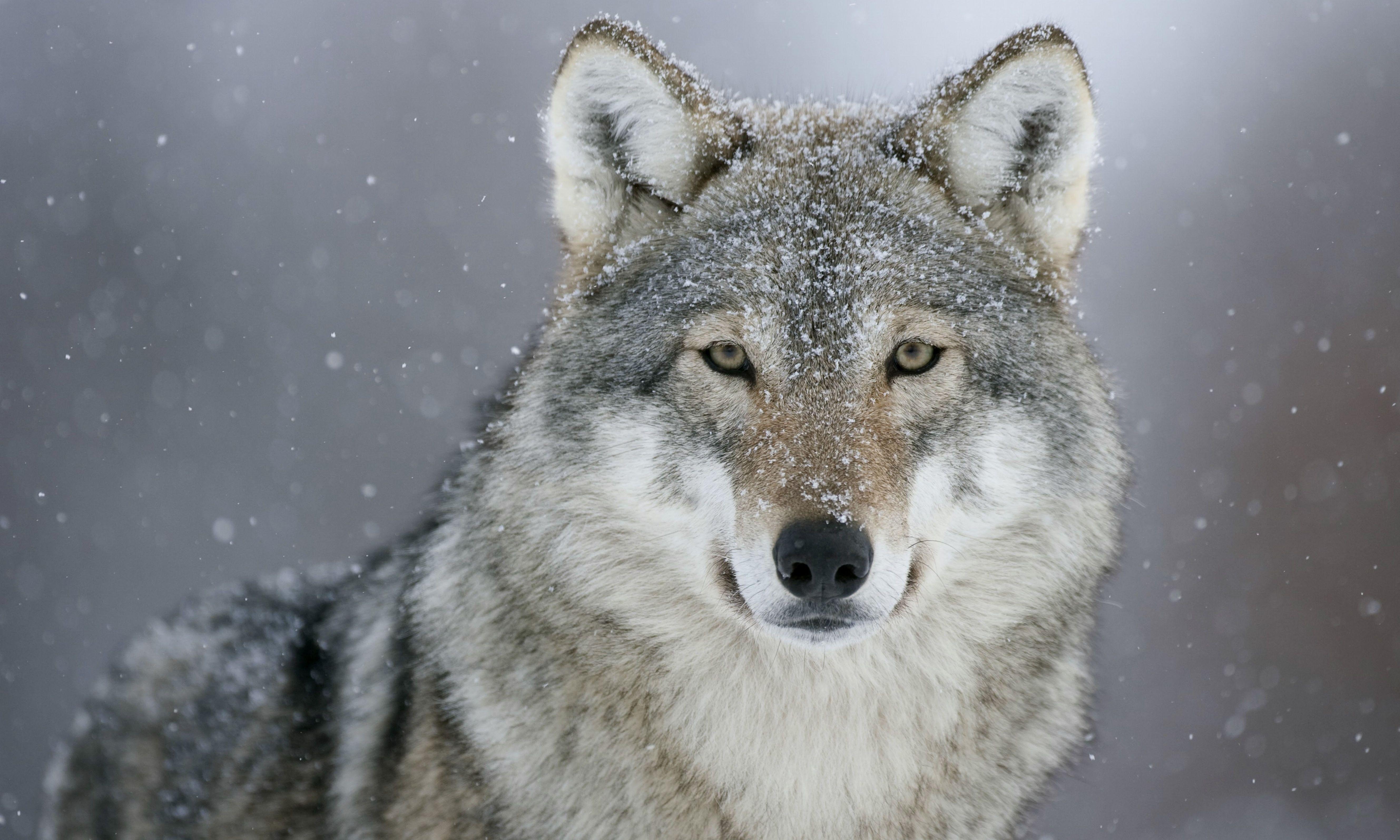 Gray Wolf HD Wallpapers - Top Free Gray Wolf HD Backgrounds ...