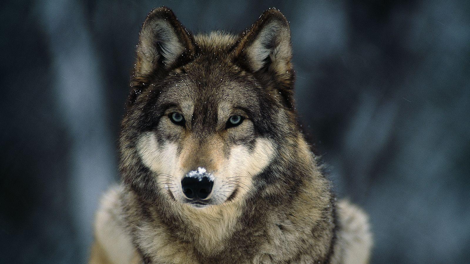 Gray Wolf HD Wallpapers - Top Free Gray Wolf HD Backgrounds ...