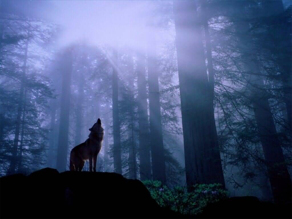 Gray Wolf HD Wallpapers - Top Free Gray Wolf HD Backgrounds ...