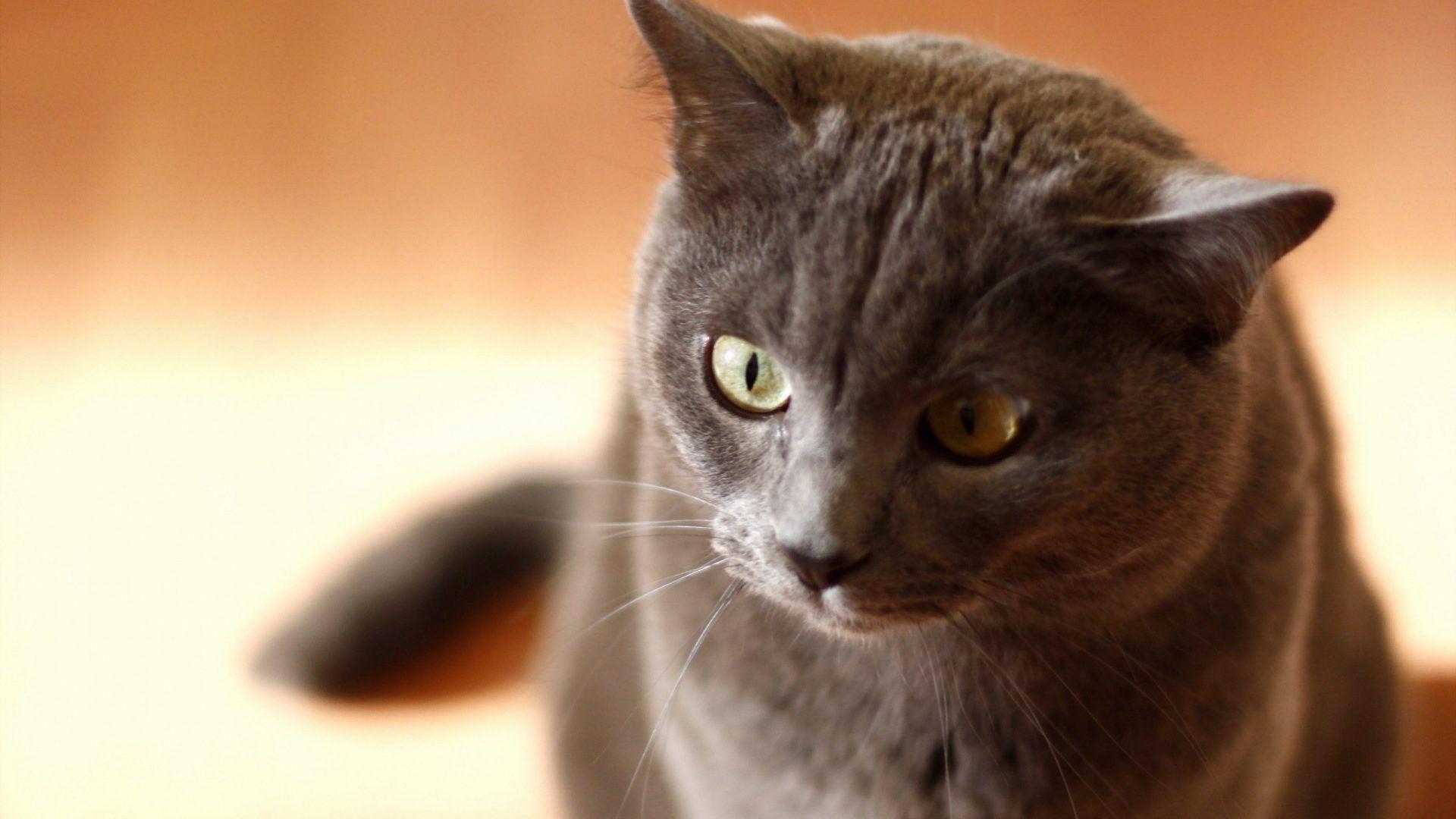 Fat Desktop Wallpapers - Top Free Fat Desktop Backgrounds - WallpaperAccess