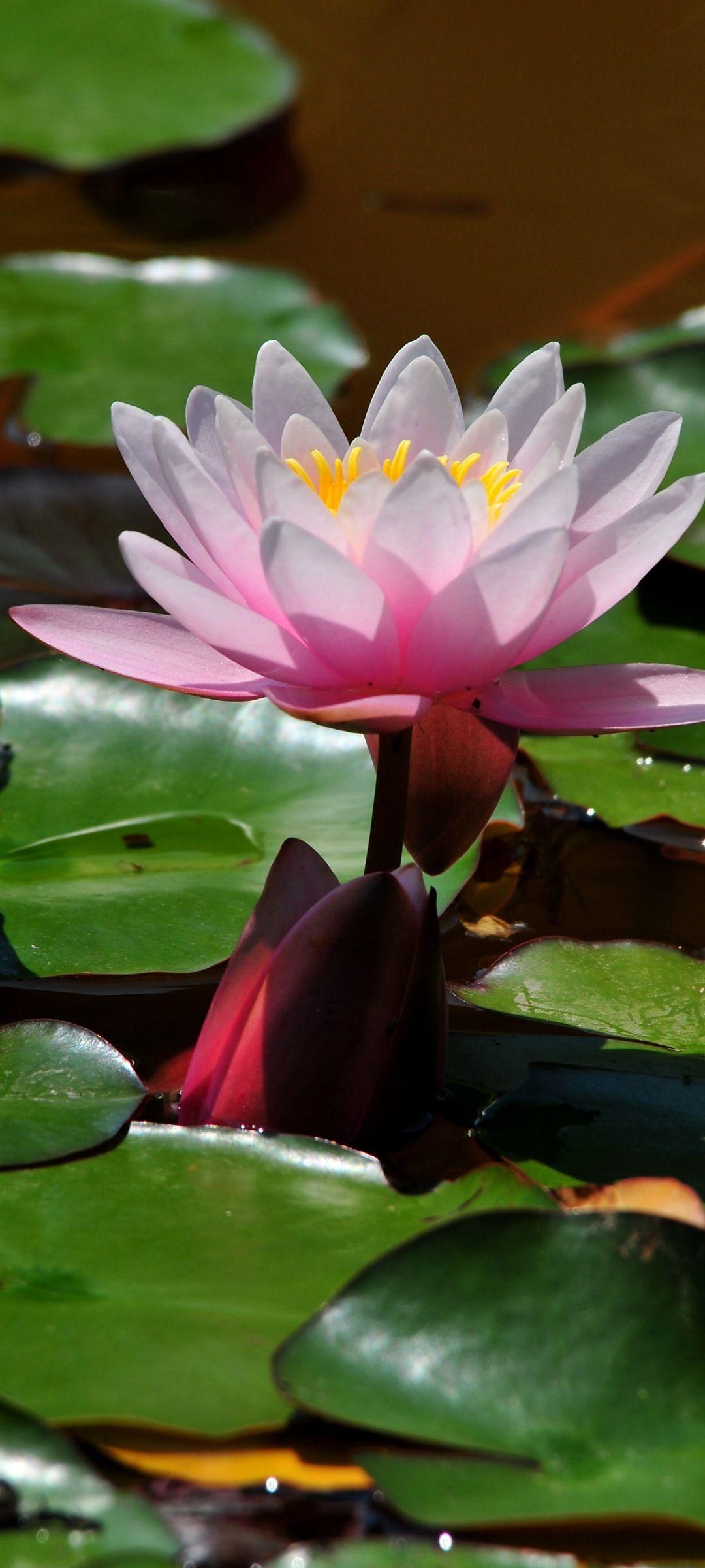 Phone Screen Wallpapers - Top Free Phone Screen Backgrounds ...