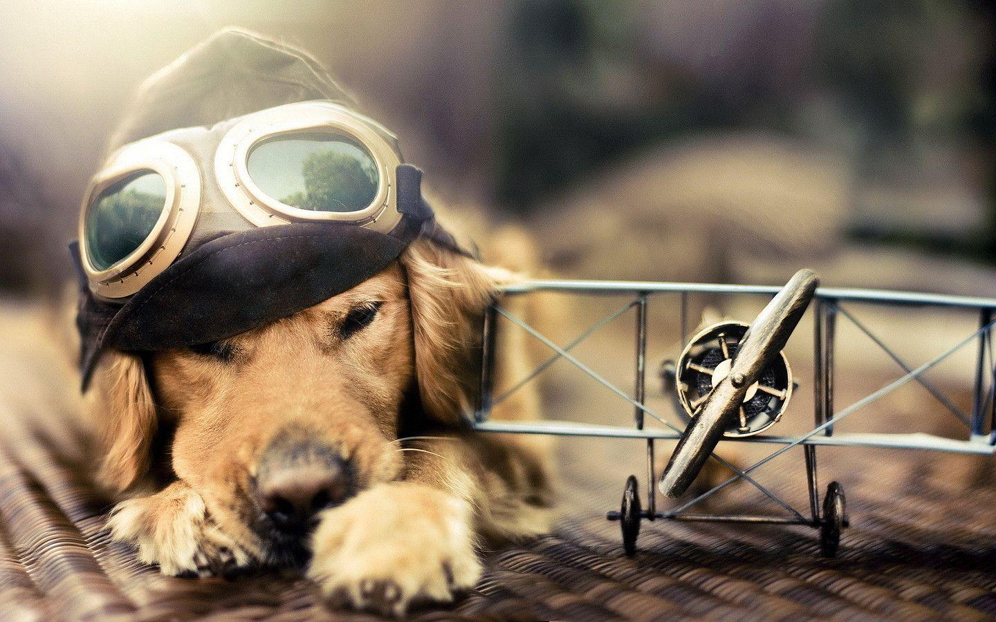 Dog Laptop Wallpapers - Top Free Dog Laptop Backgrounds - WallpaperAccess