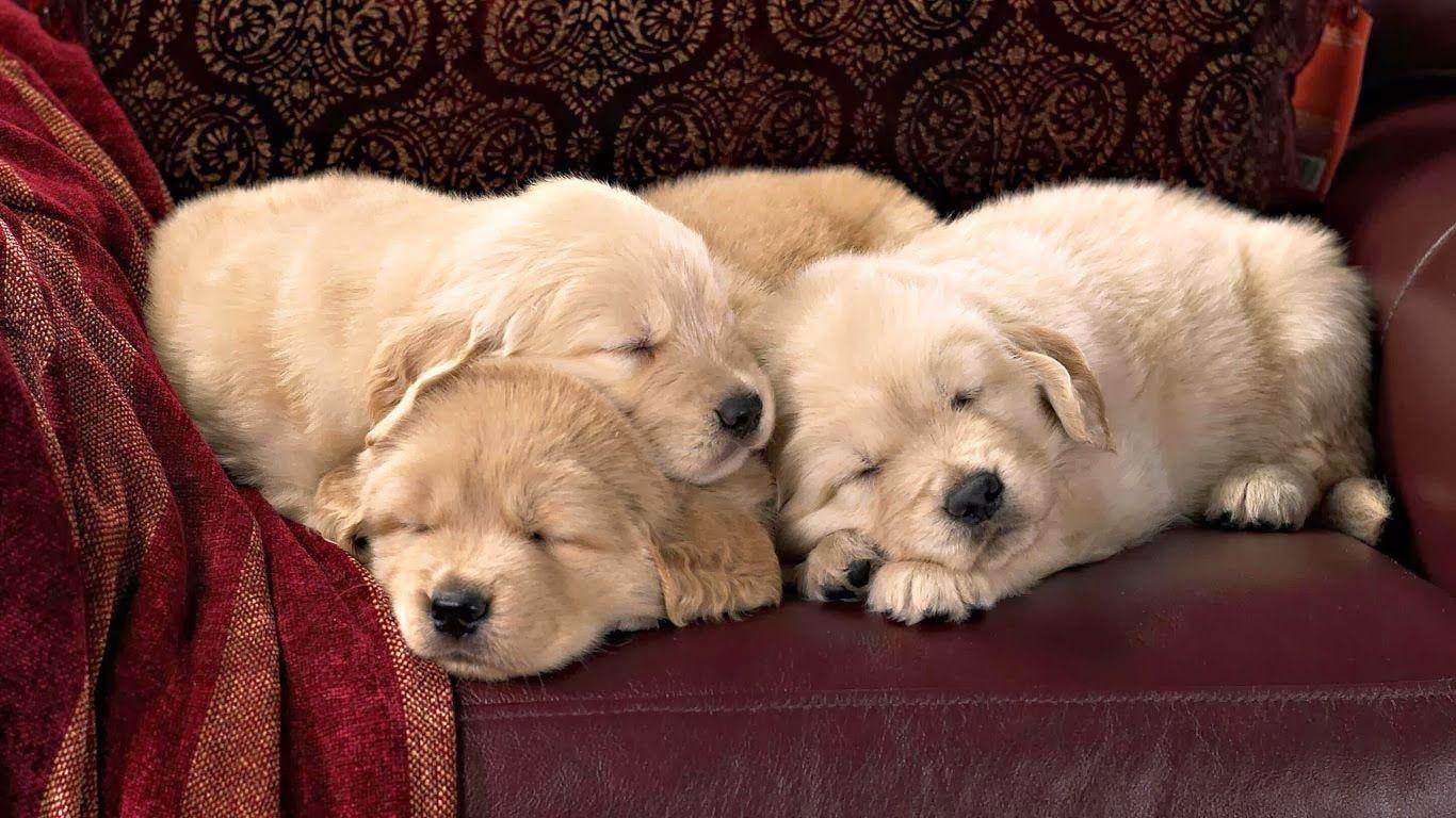 Dogs Laptop Wallpapers - Top Free Dogs Laptop Backgrounds - WallpaperAccess