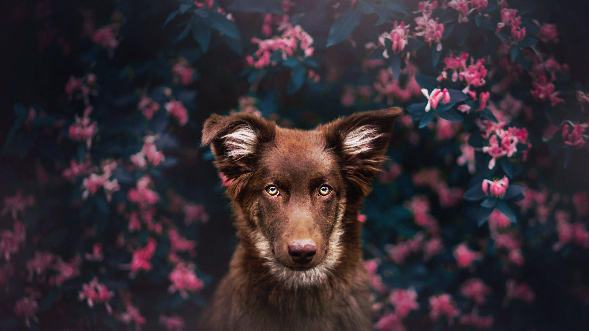 Dog Laptop Wallpapers - Top Free Dog Laptop Backgrounds - WallpaperAccess