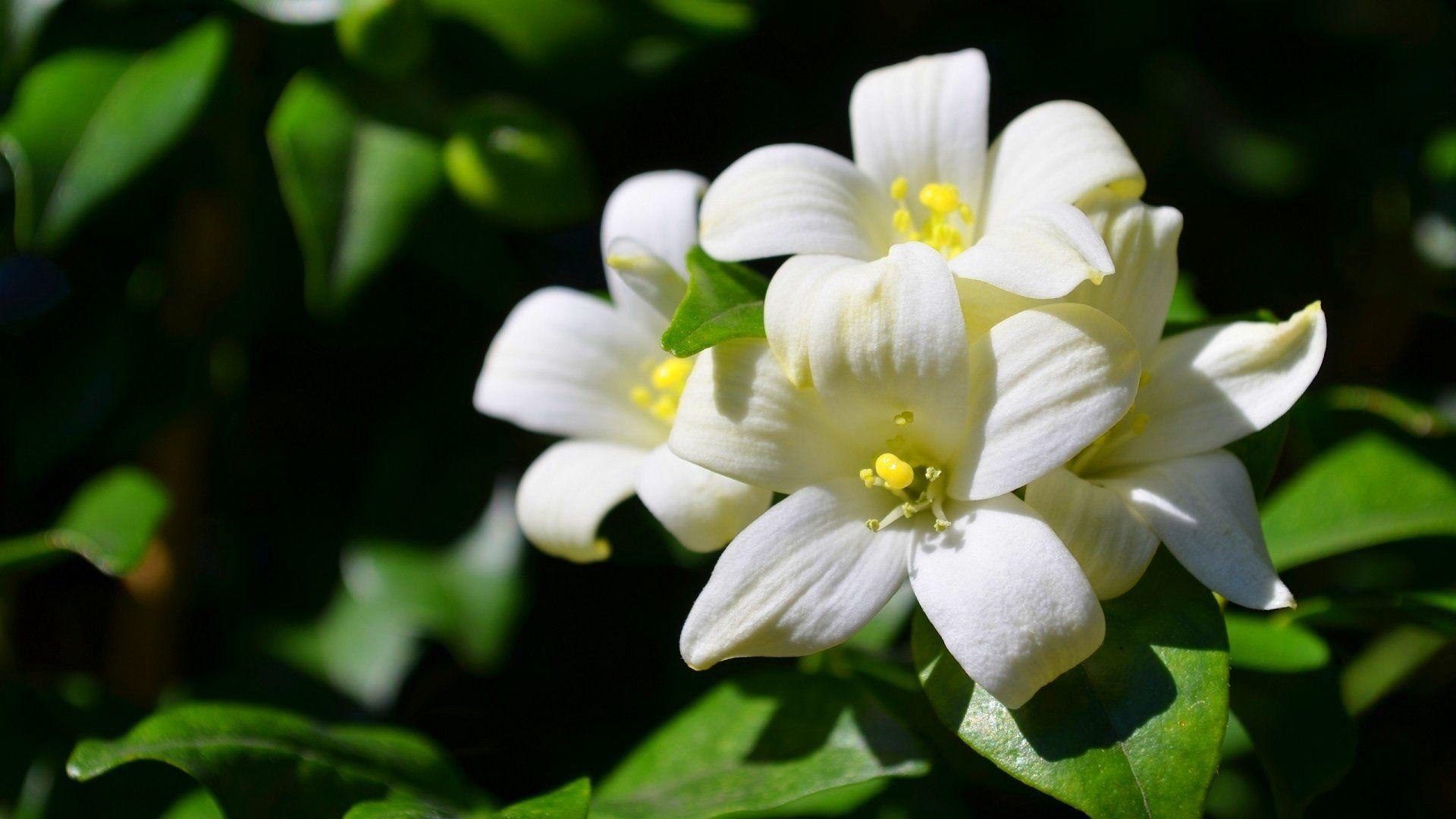 Jasmine Flower HD Wallpapers - Top Free Jasmine Flower HD Backgrounds ...