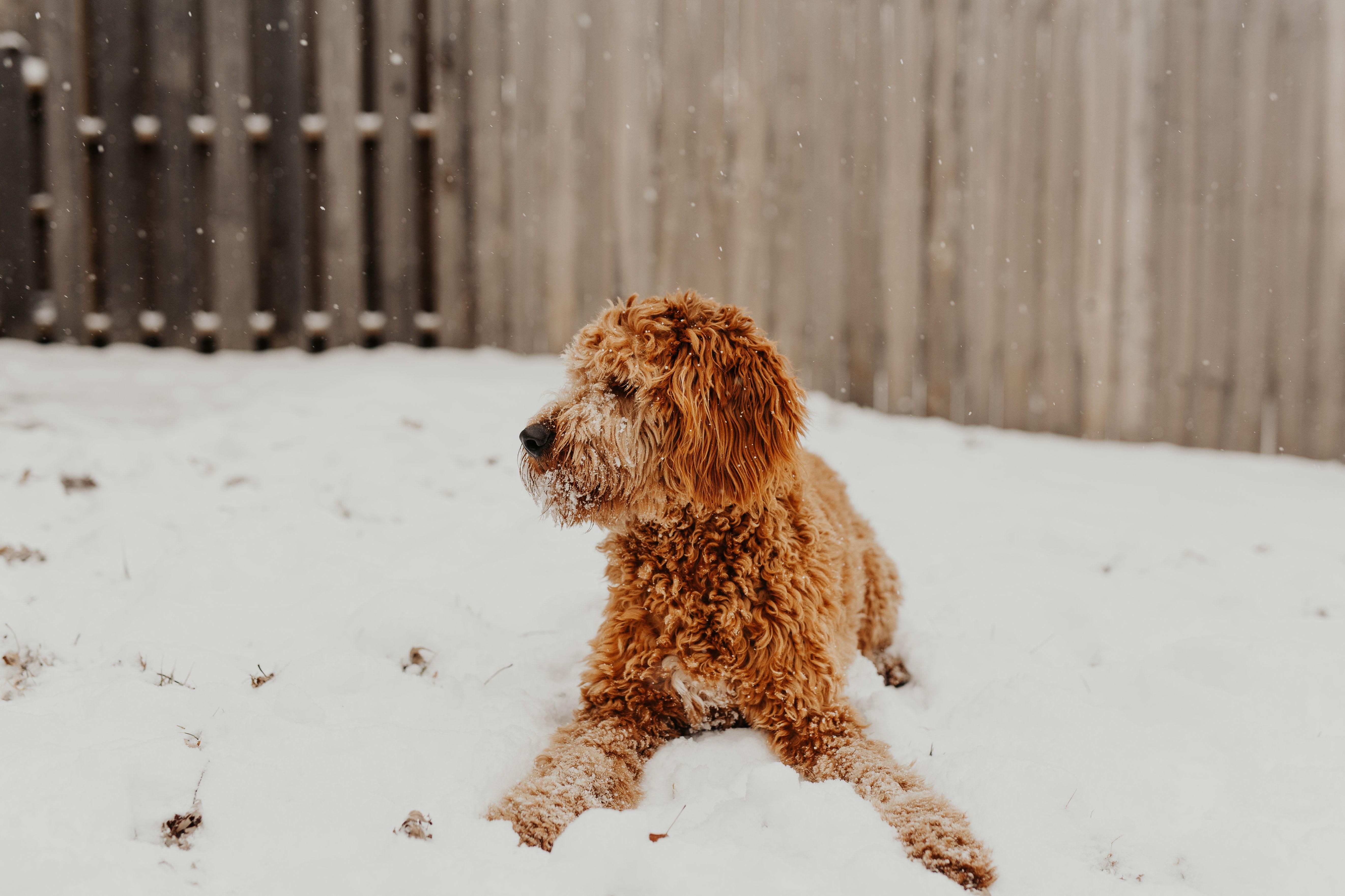 Goldendoodle Wallpapers - Top Free Goldendoodle Backgrounds ...