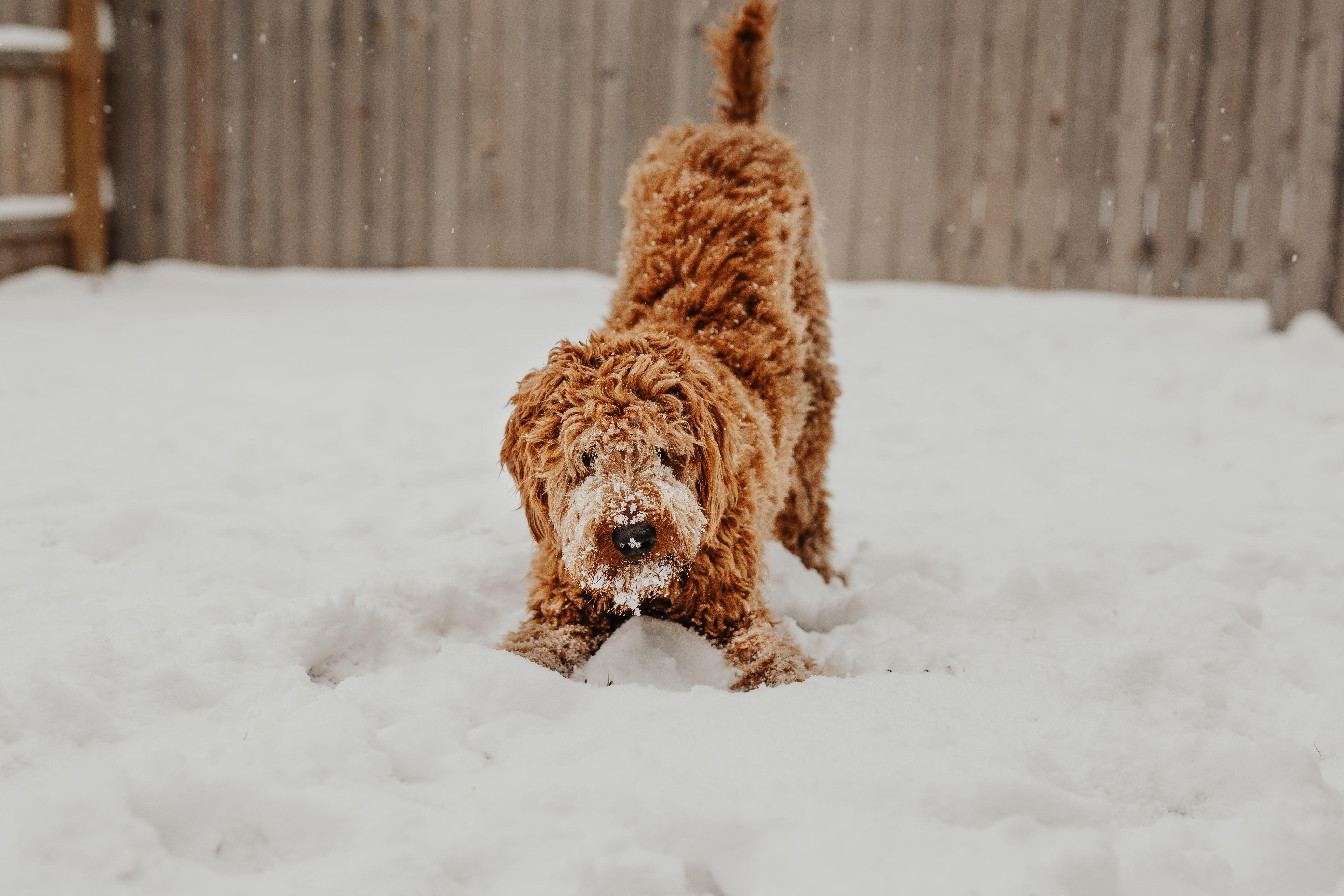 Goldendoodle Wallpapers - Top Free Goldendoodle Backgrounds ...