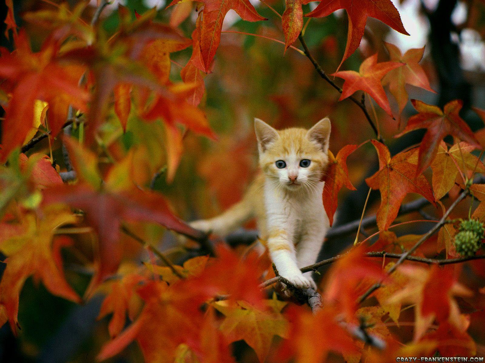 Cute Fall Wallpapers - Top Free Cute Fall Backgrounds - WallpaperAccess