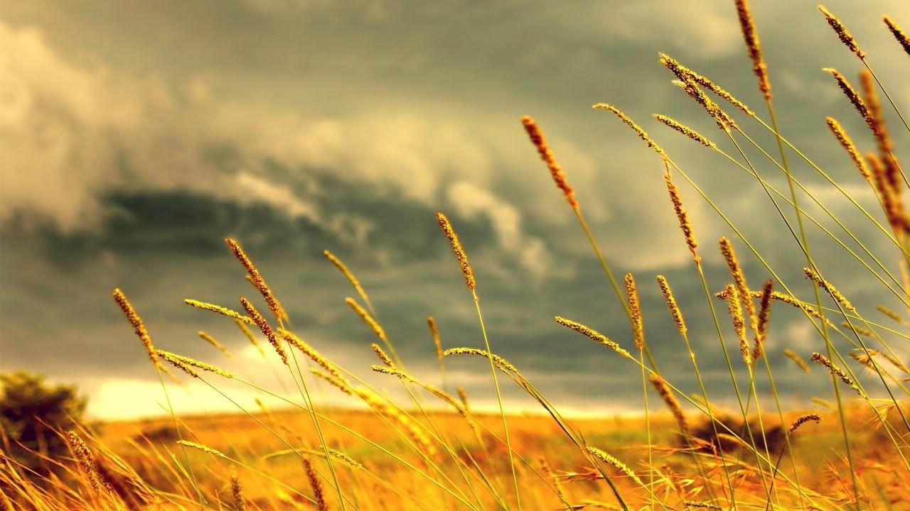 Wheat Wallpapers - Top Free Wheat Backgrounds - WallpaperAccess
