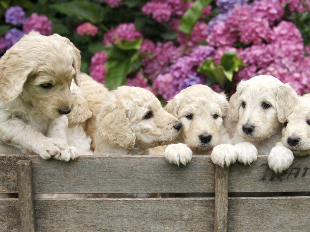 Labradoodle Wallpapers - Top Free Labradoodle Backgrounds - WallpaperAccess