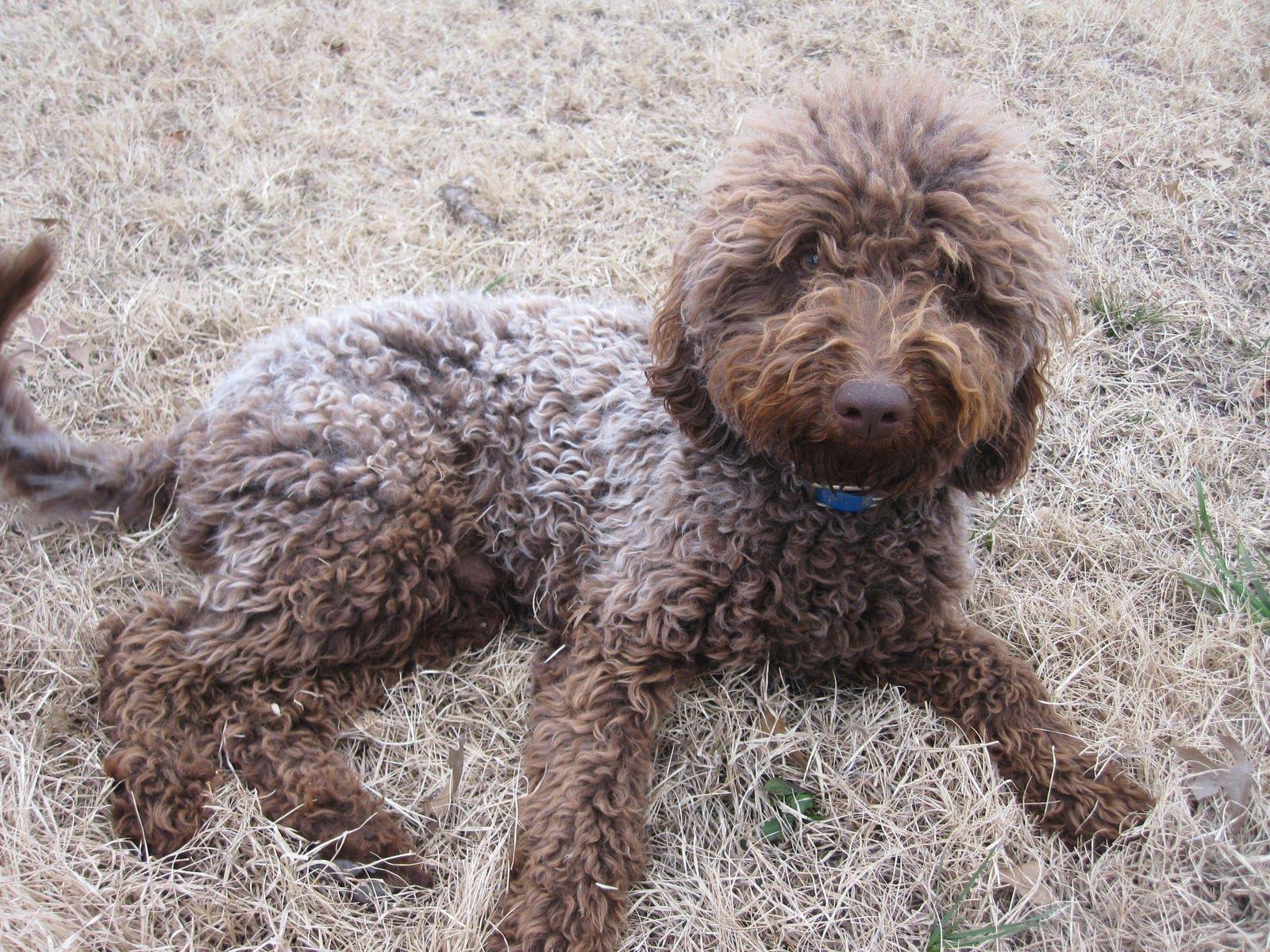 Labradoodle Wallpapers - Top Free Labradoodle Backgrounds - WallpaperAccess