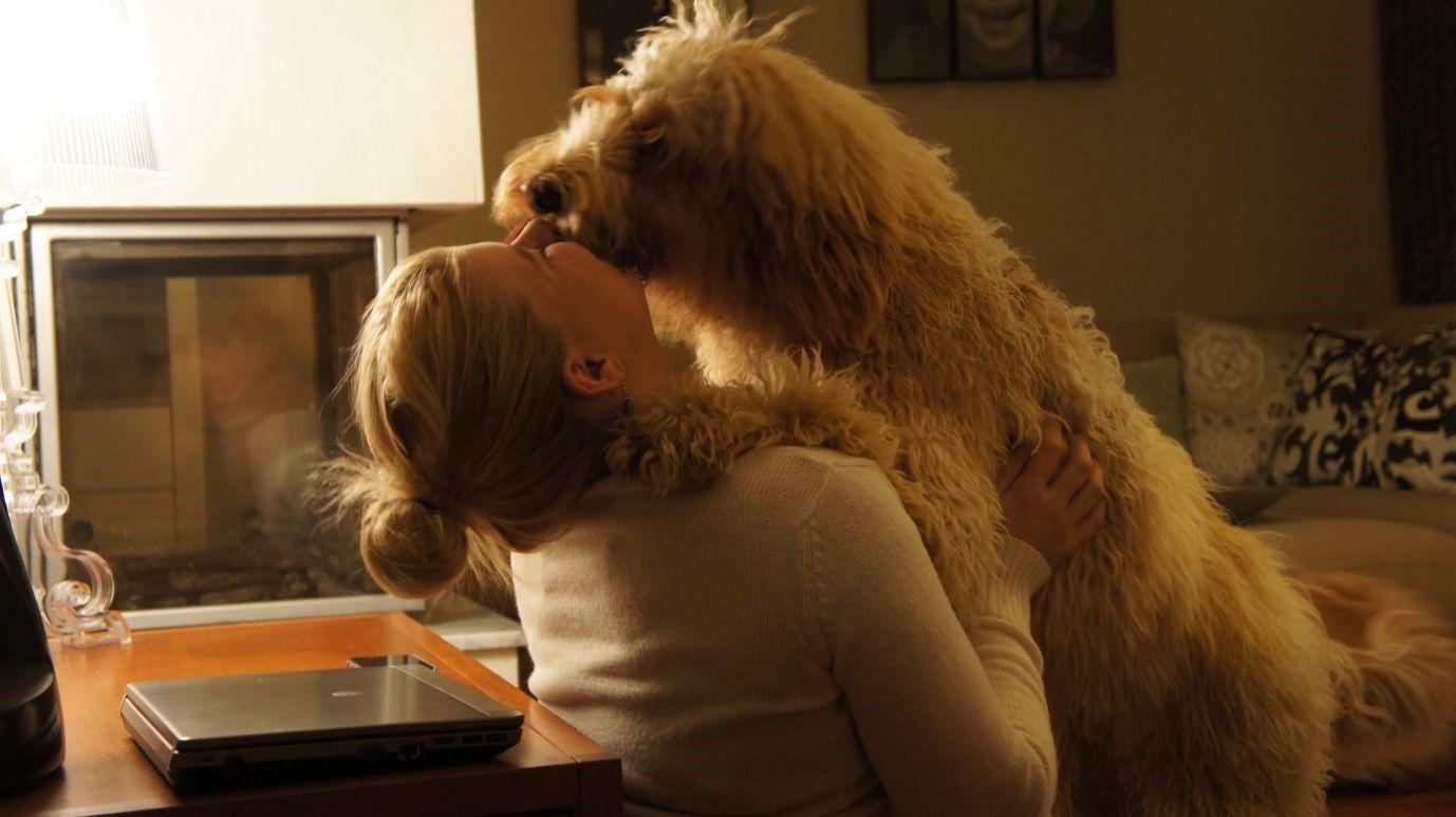 Labradoodle Wallpapers - Top Free Labradoodle Backgrounds - WallpaperAccess