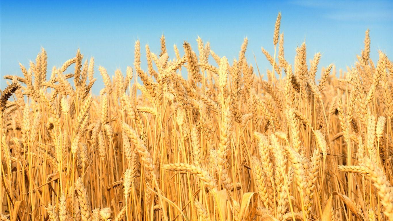 Wheat Wallpapers - Top Free Wheat Backgrounds - WallpaperAccess