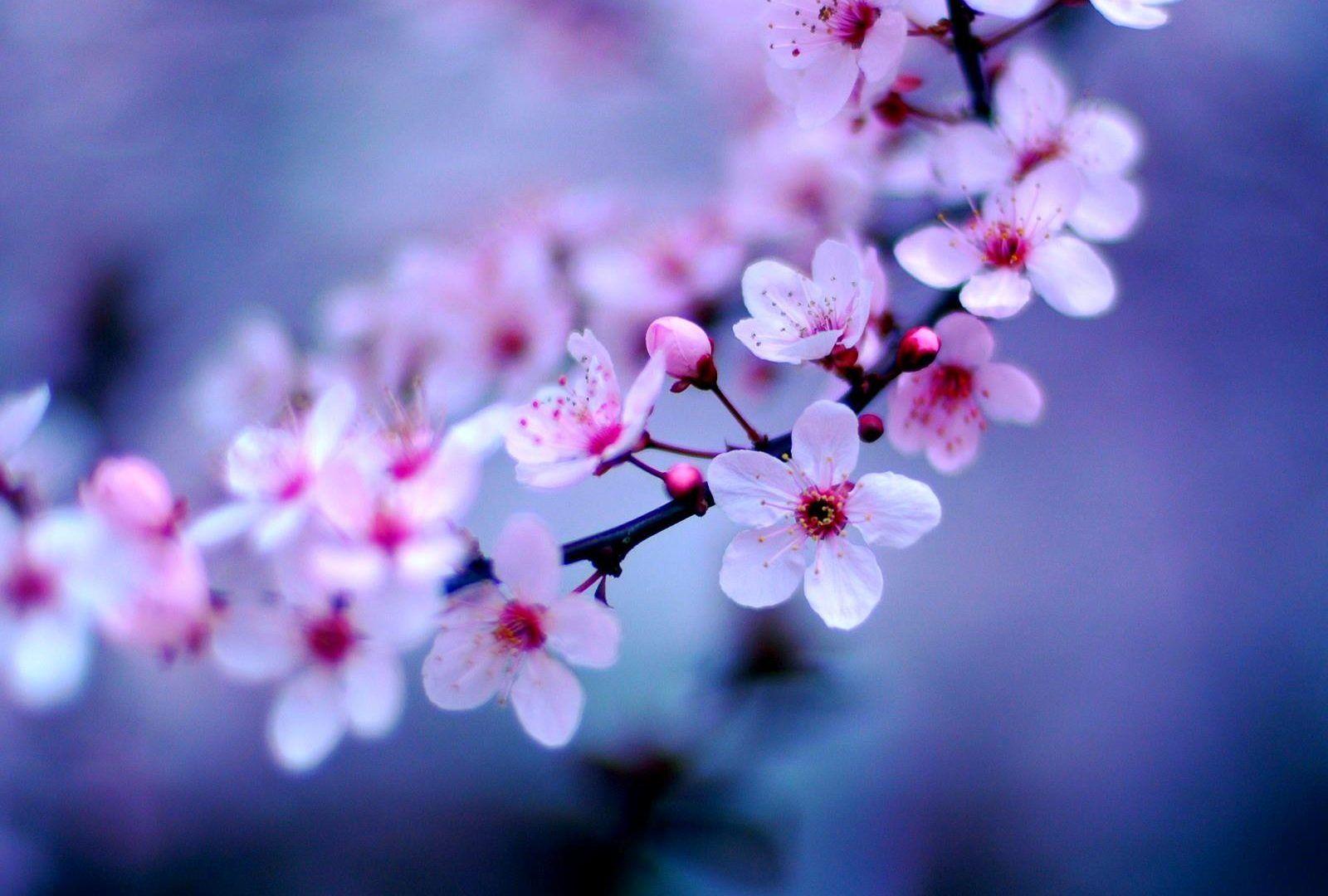 Beautiful Japanese Wallpapers - Top Free Beautiful Japanese Backgrounds ...