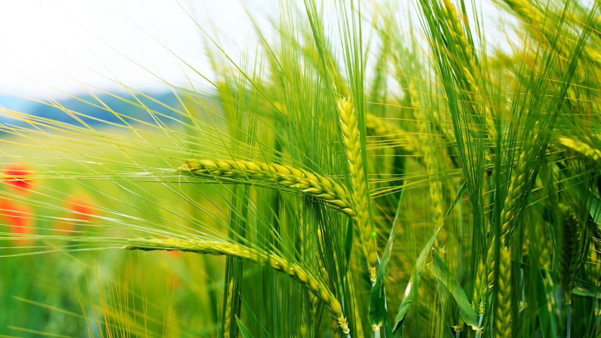 Wheat Wallpapers - Top Free Wheat Backgrounds - WallpaperAccess