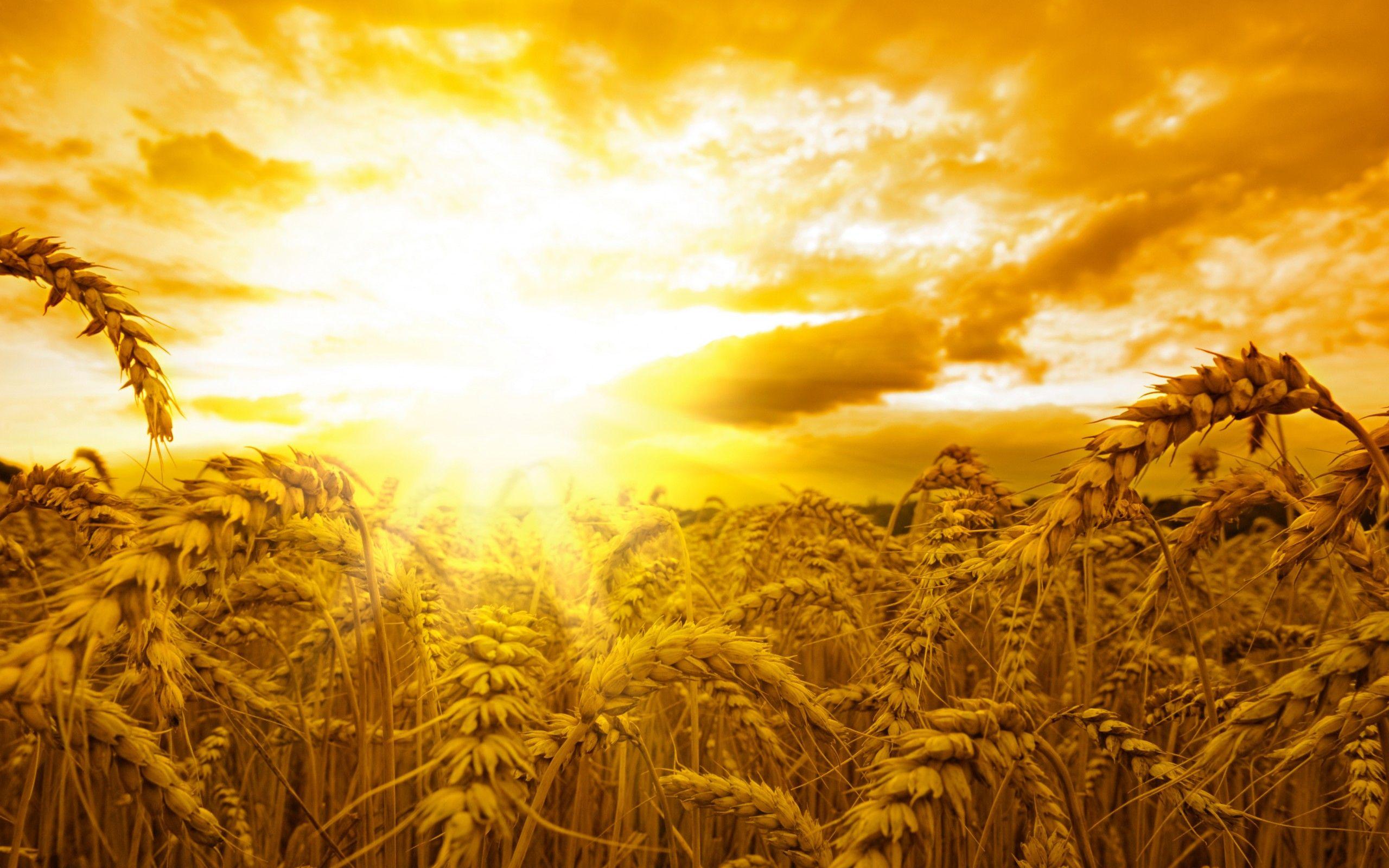 Wheat Wallpapers - Top Free Wheat Backgrounds - WallpaperAccess
