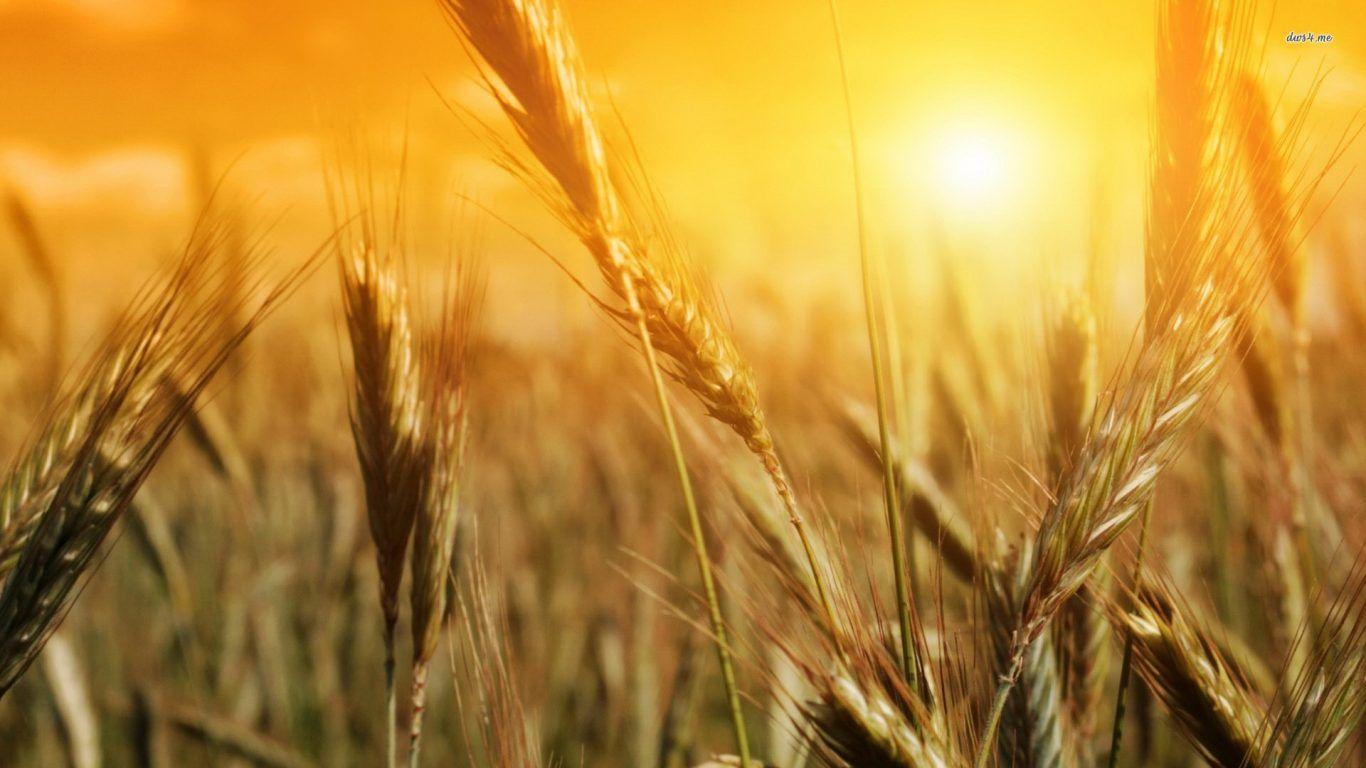 Wheat Wallpapers - Top Free Wheat Backgrounds - WallpaperAccess