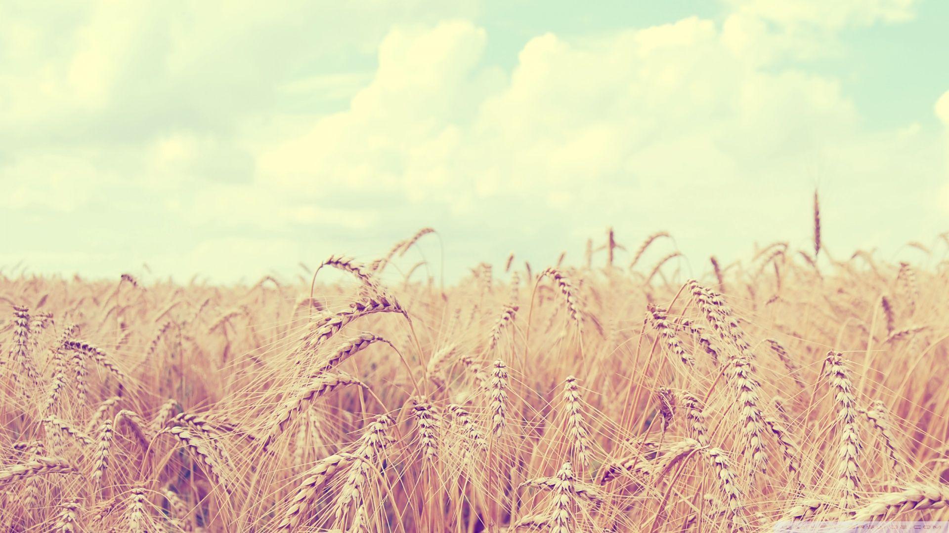 Wheat Wallpapers - Top Free Wheat Backgrounds - WallpaperAccess