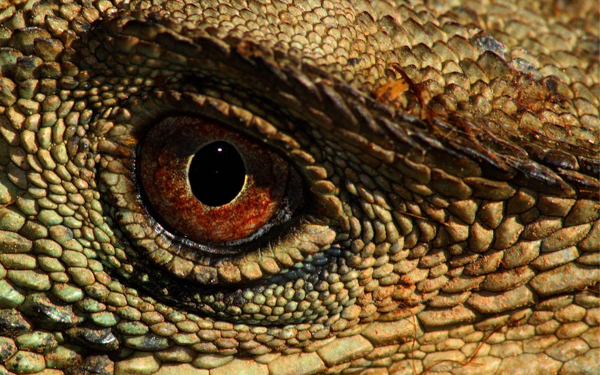 Reptile Eye Wallpapers - Top Những Hình Ảnh Đẹp