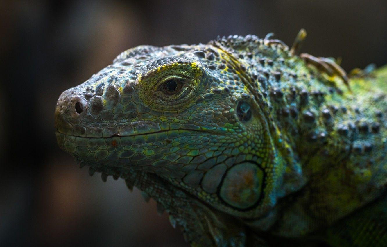 Reptile Eye Wallpapers - Top Những Hình Ảnh Đẹp