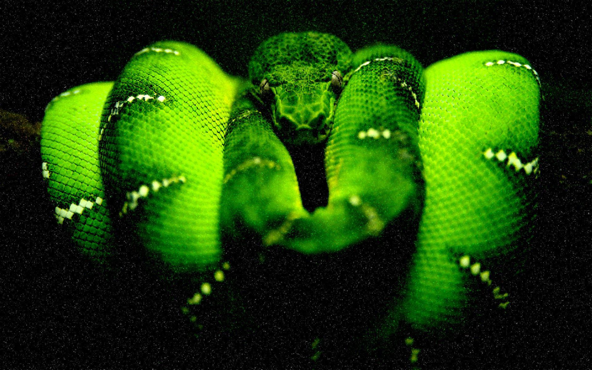 Ball Python Wallpapers - Top Free Ball Python Backgrounds - WallpaperAccess