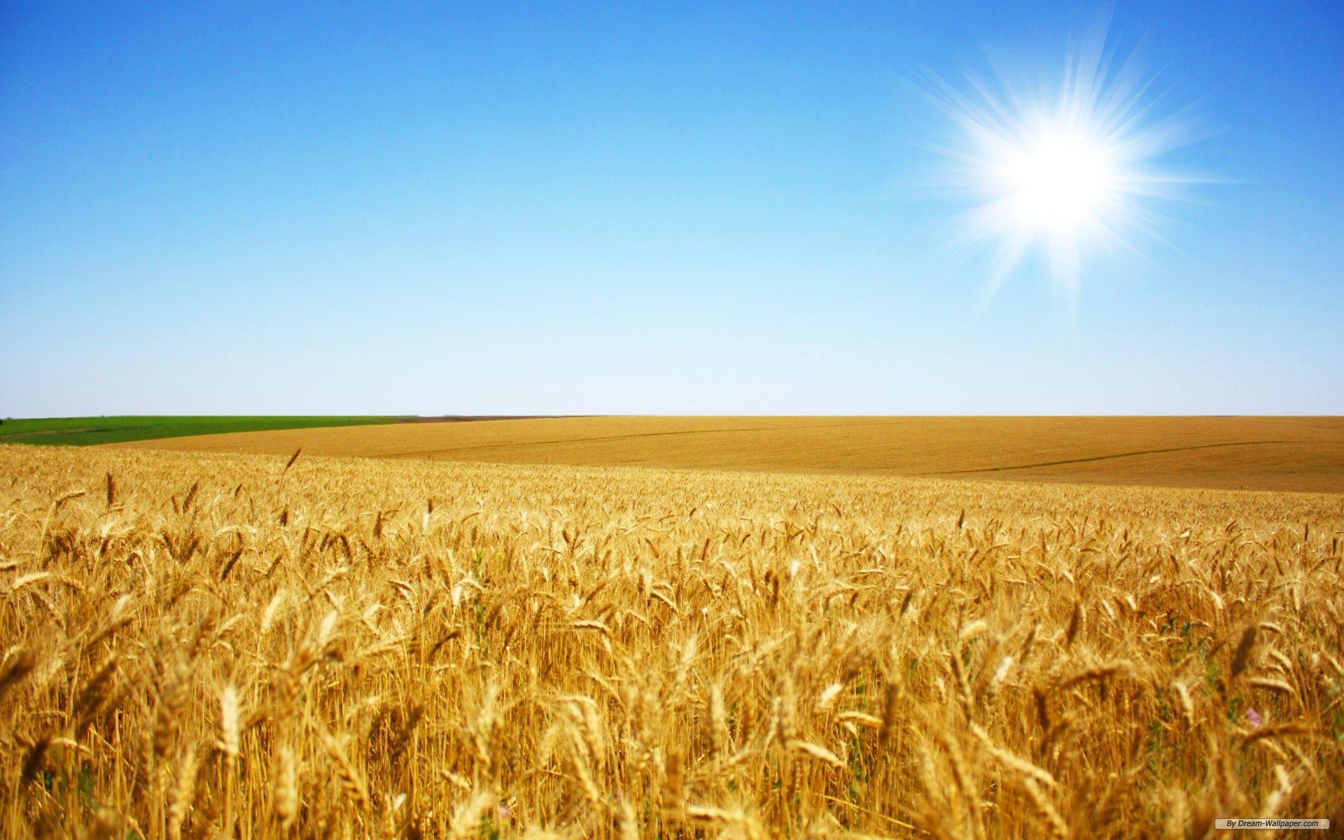 Wheat Wallpapers - Top Free Wheat Backgrounds - WallpaperAccess