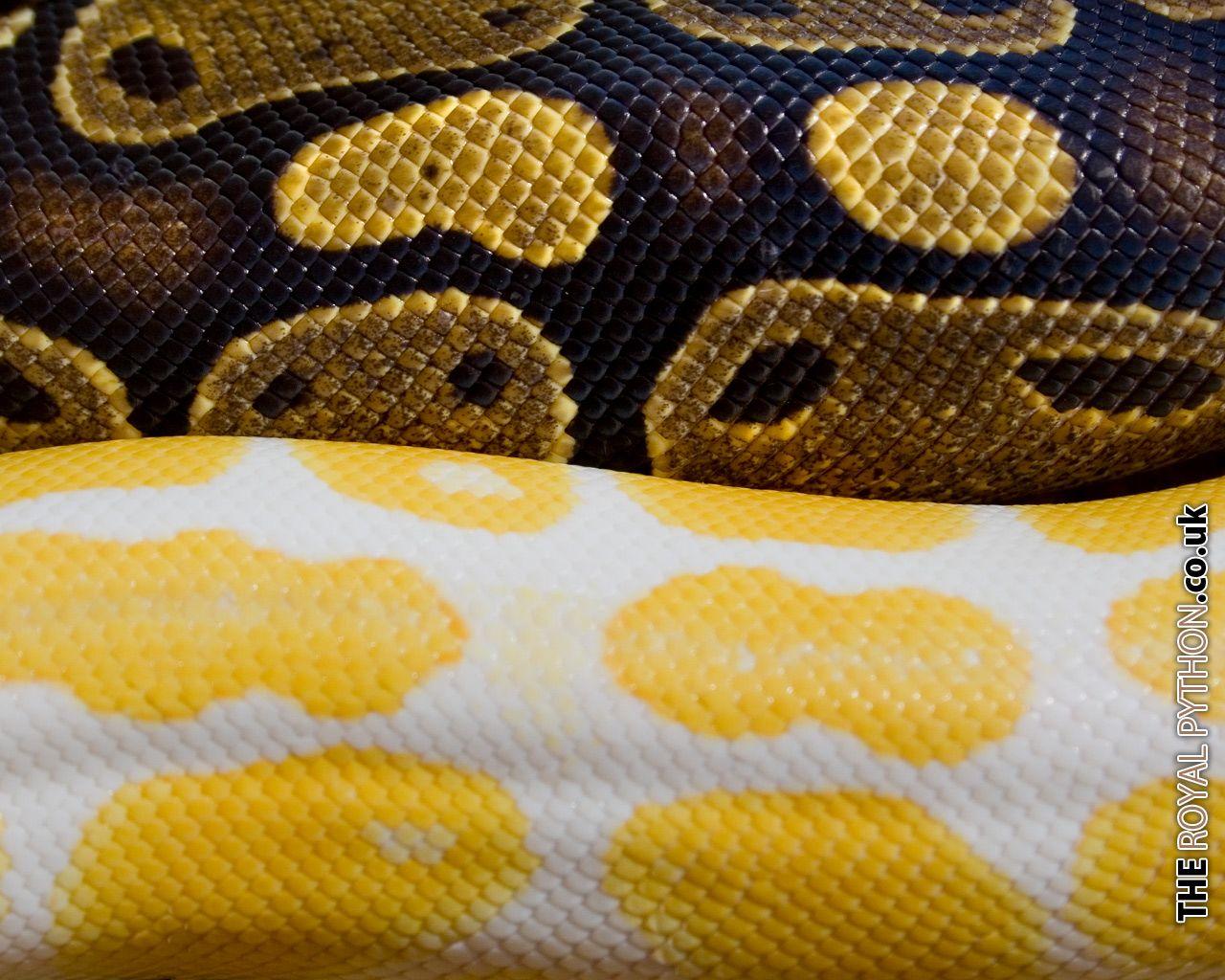 Ball Python Wallpapers - Top Free Ball Python Backgrounds - WallpaperAccess