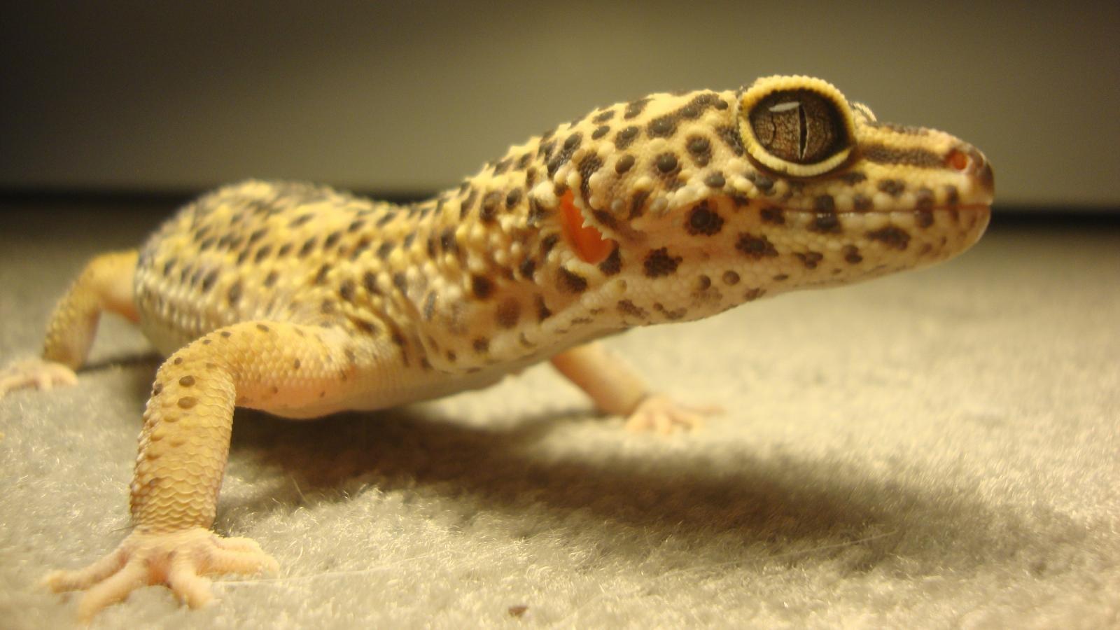 Leopard Gecko Wallpapers - Top Free Leopard Gecko Backgrounds ...
