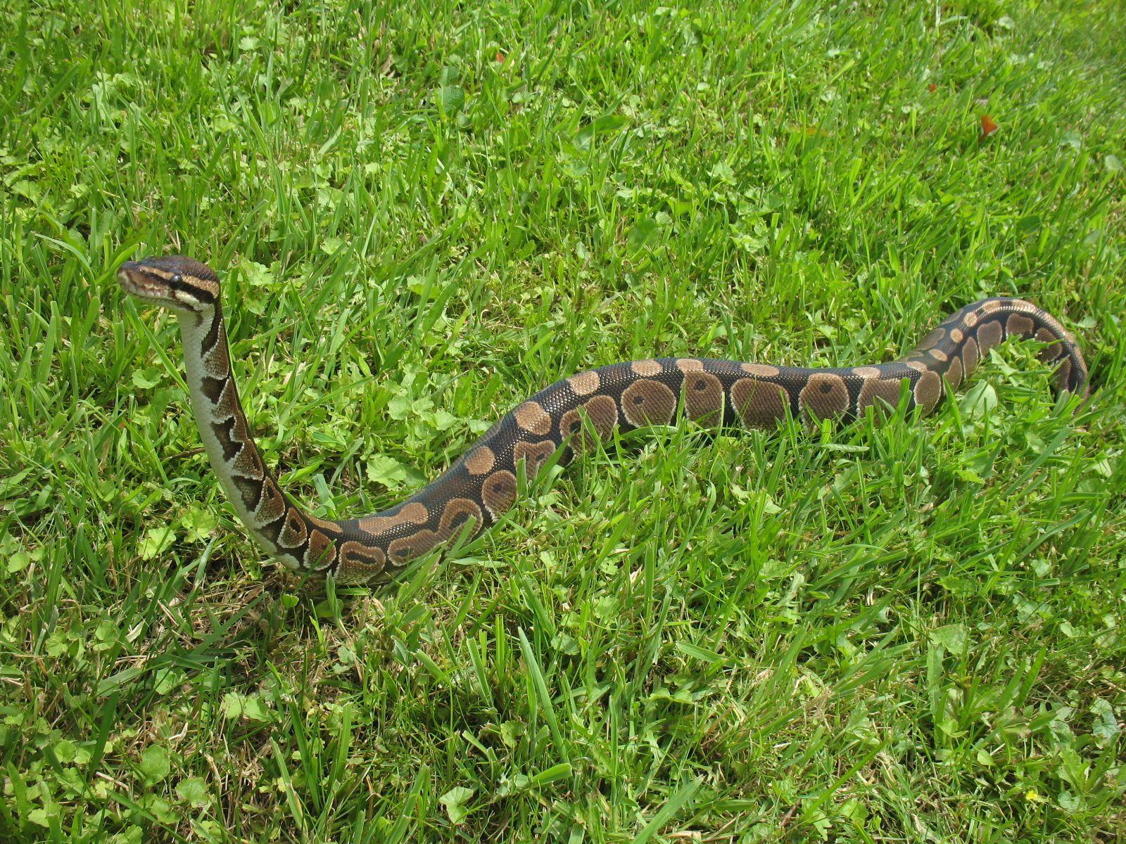 Ball Python Wallpapers - Top Free Ball Python Backgrounds - WallpaperAccess