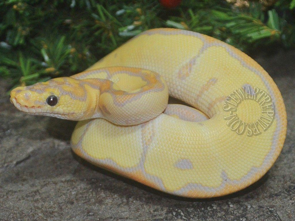 Ball Python Wallpapers - Top Free Ball Python Backgrounds - WallpaperAccess
