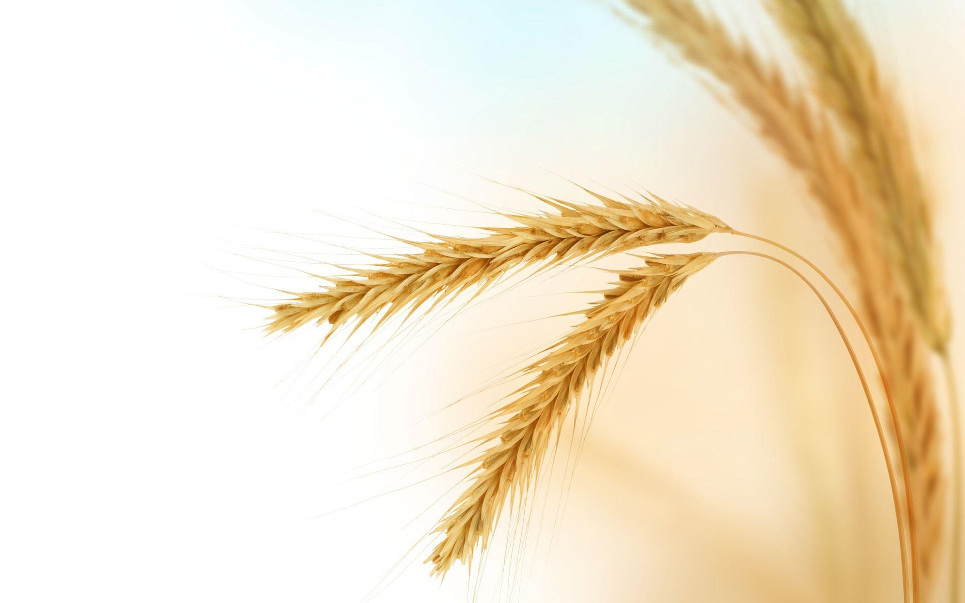 Wheat Wallpapers - Top Free Wheat Backgrounds - WallpaperAccess