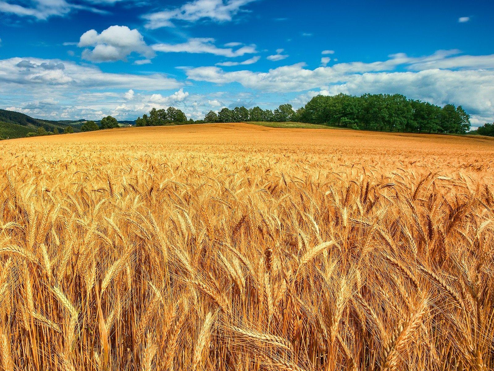 Wheat Wallpapers - Top Free Wheat Backgrounds - WallpaperAccess