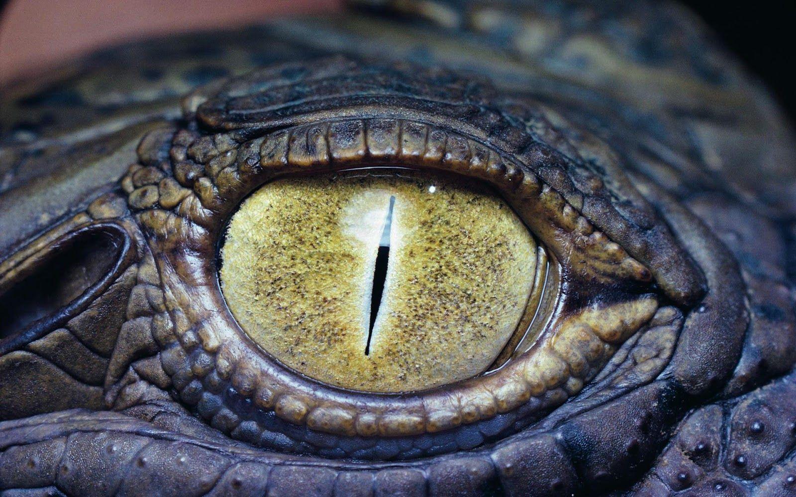 Reptile Eye Wallpapers - Top Free Reptile Eye Backgrounds - WallpaperAccess