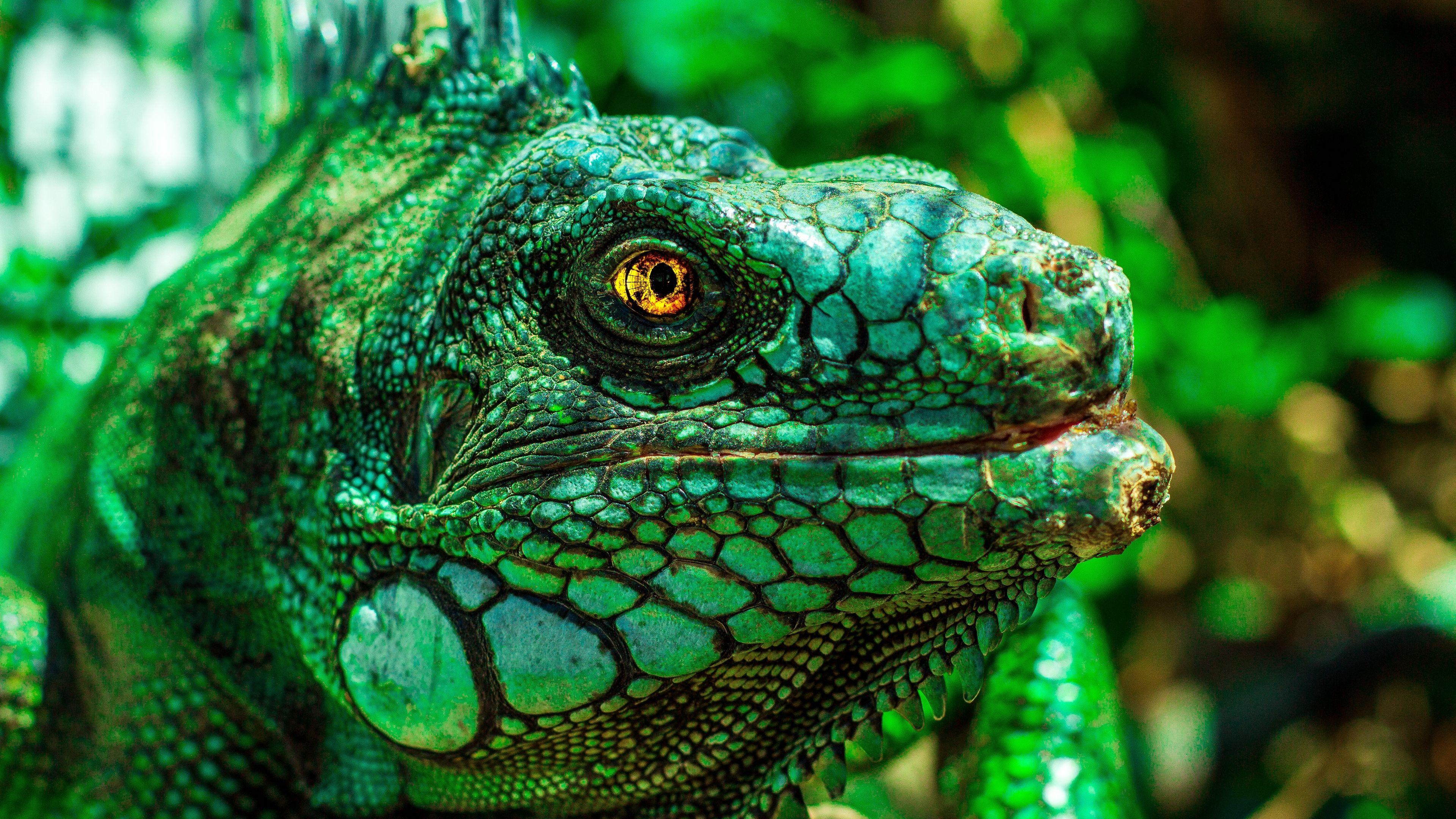 Funny Reptile Wallpapers - Top Free Funny Reptile Backgrounds ...