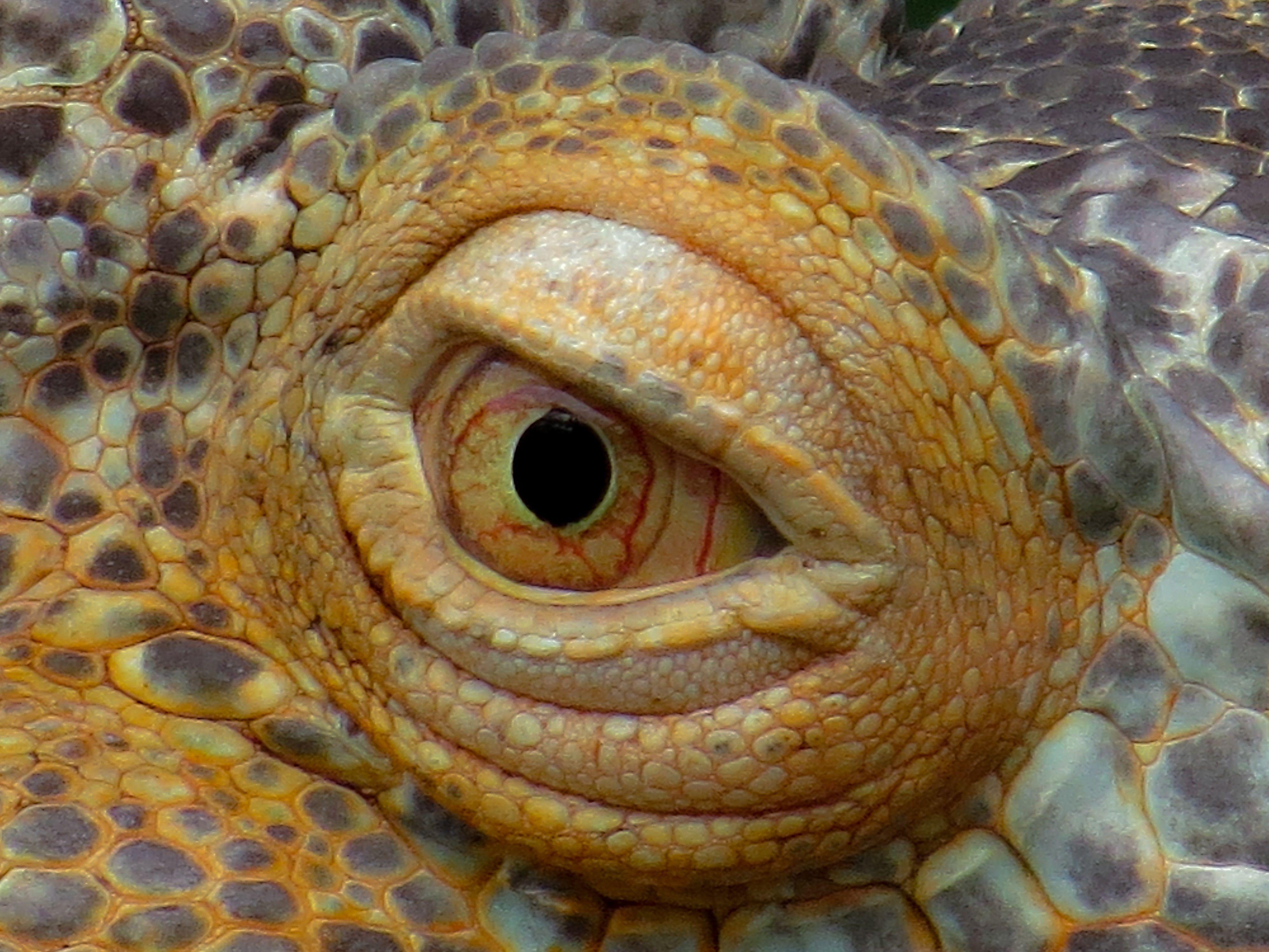 Reptile Eye Wallpapers - Top Những Hình Ảnh Đẹp