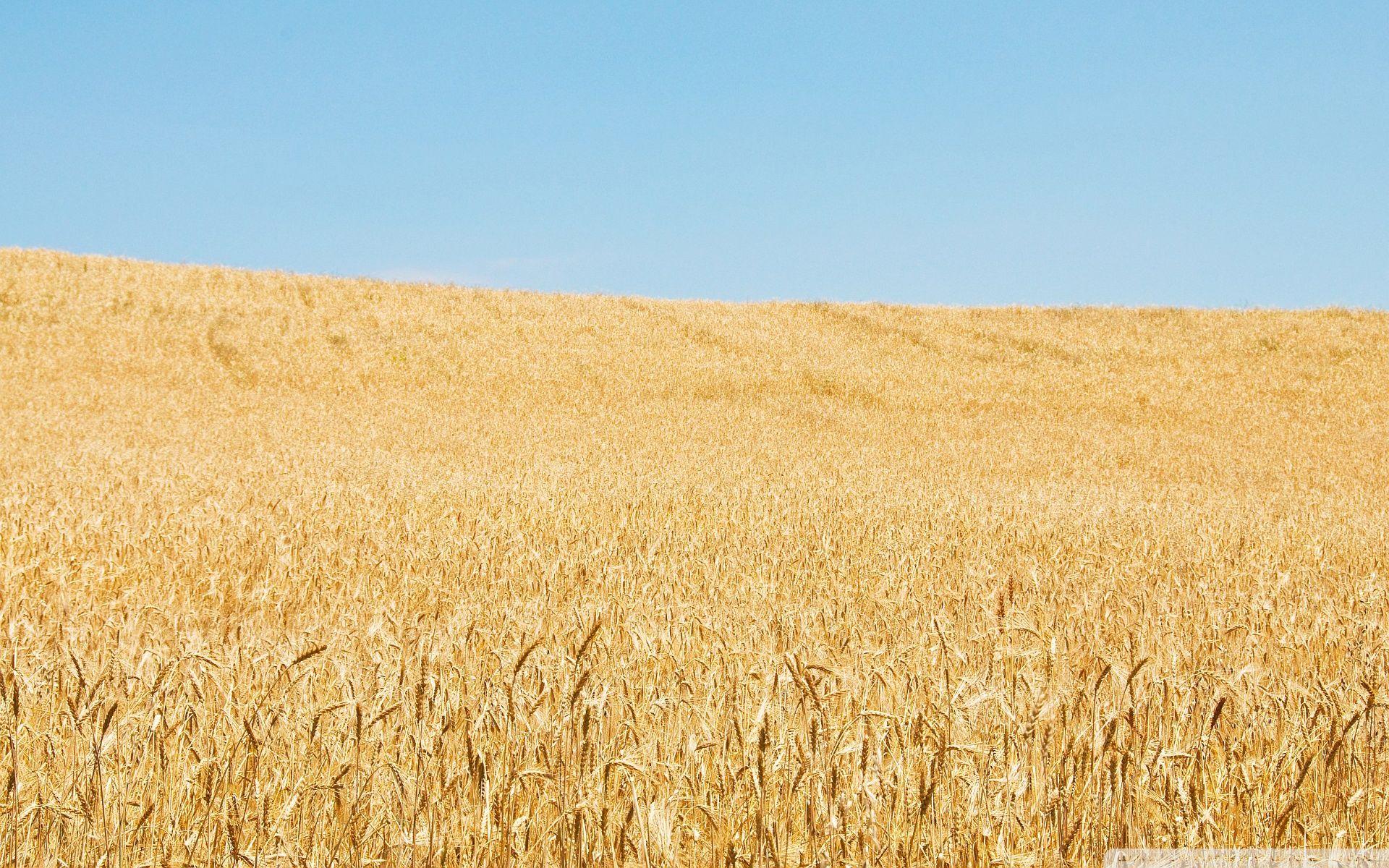 Wheat Wallpapers - Top Free Wheat Backgrounds - WallpaperAccess