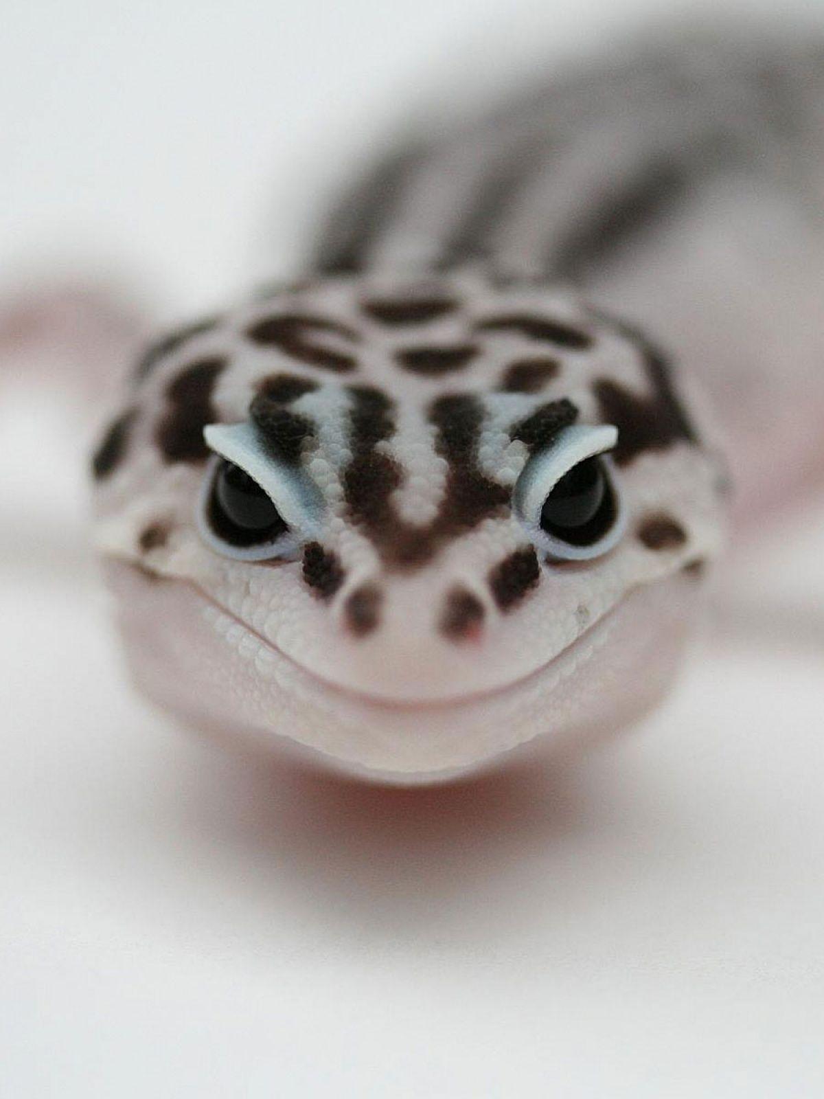 Leopard Gecko Wallpapers - Top Free Leopard Gecko Backgrounds ...