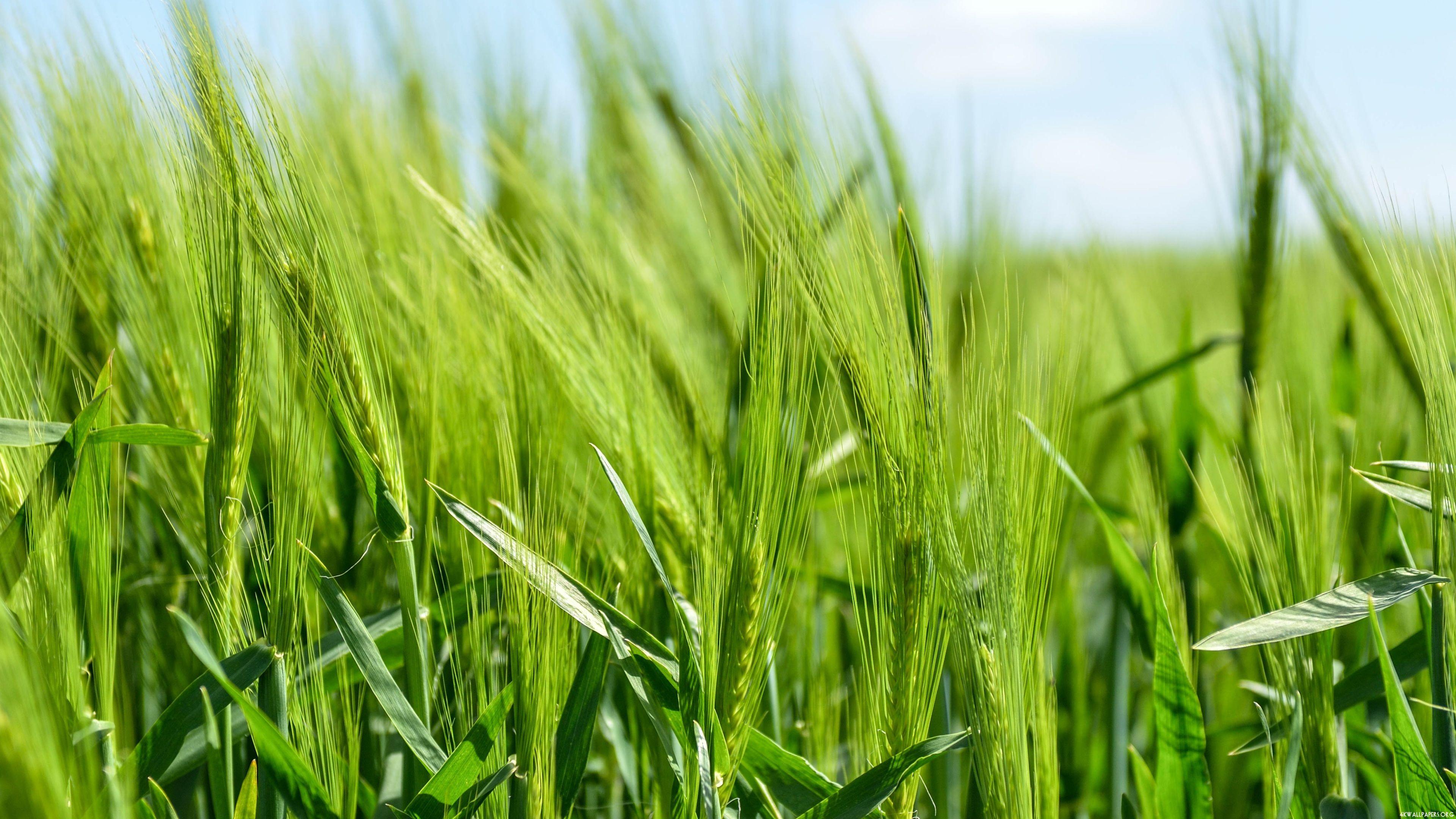 Wheat Wallpapers - Top Free Wheat Backgrounds - WallpaperAccess