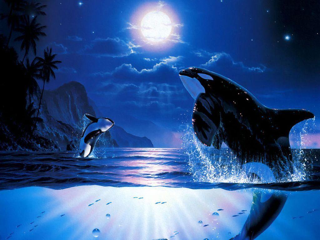 Orca Whale Wallpapers - Top Free Orca Whale Backgrounds - WallpaperAccess