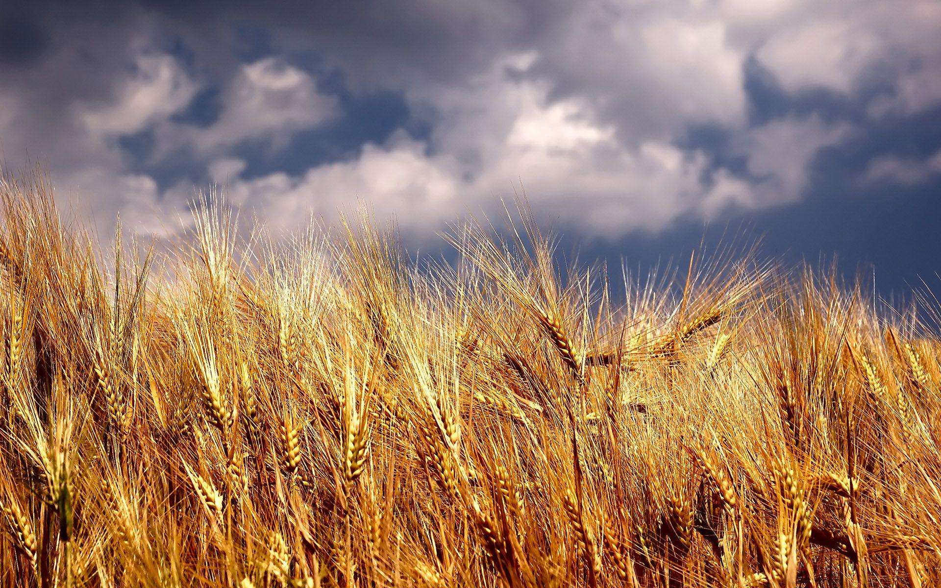 Wheat Wallpapers - Top Free Wheat Backgrounds - WallpaperAccess