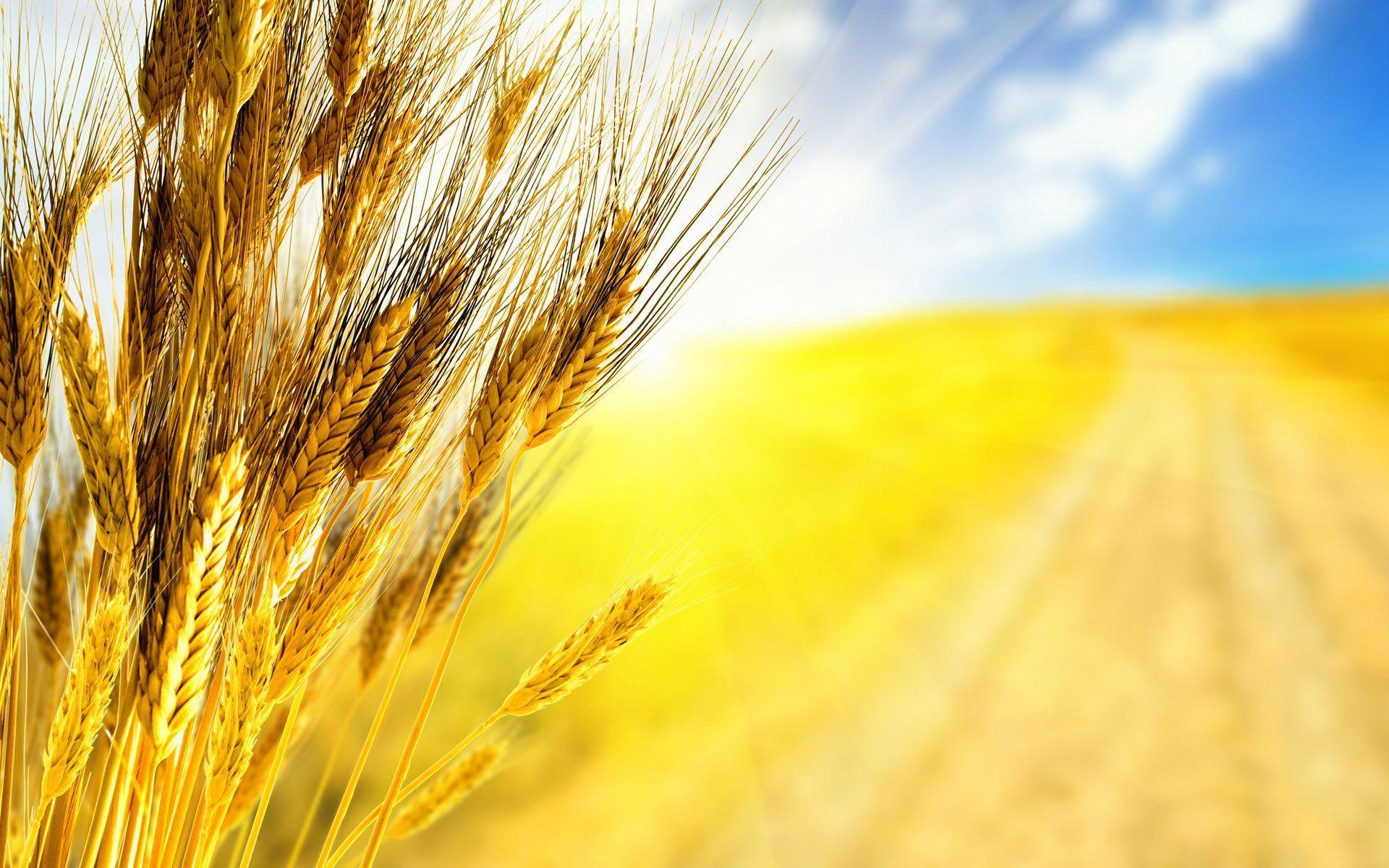 Wheat Wallpapers - Top Free Wheat Backgrounds - WallpaperAccess